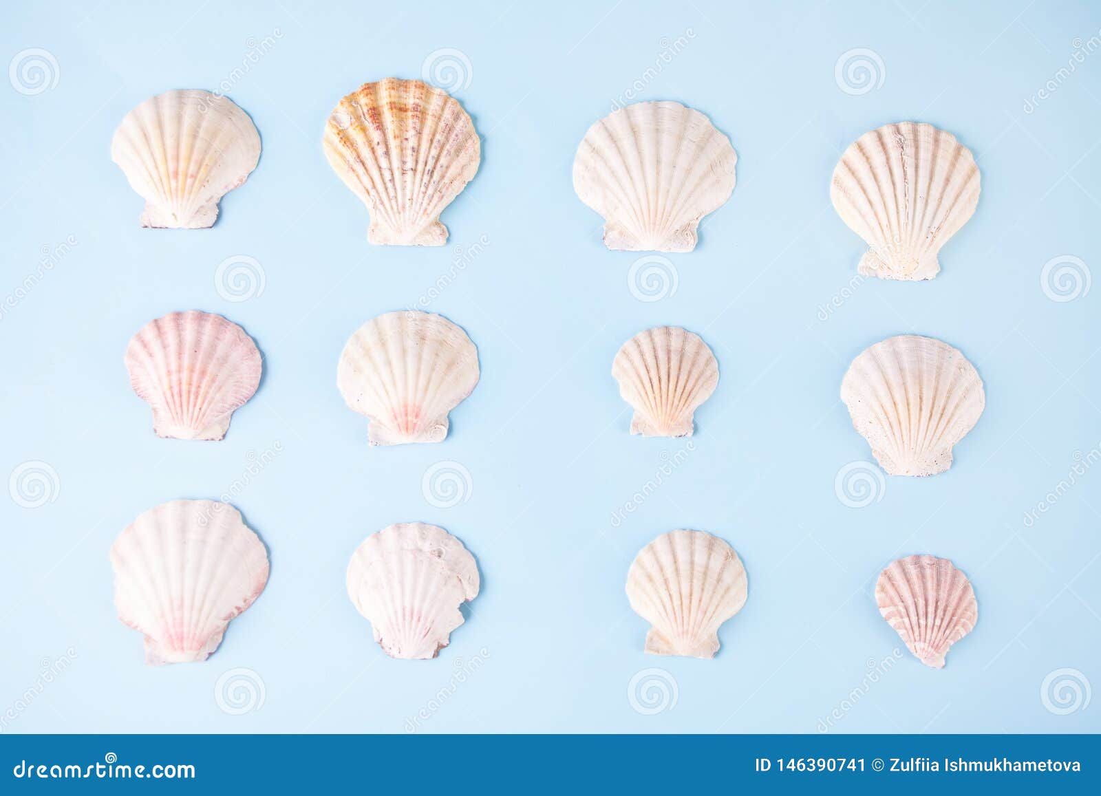 Geometric Pattern from Rows of Seashells of Same Shapes and Colors on ...