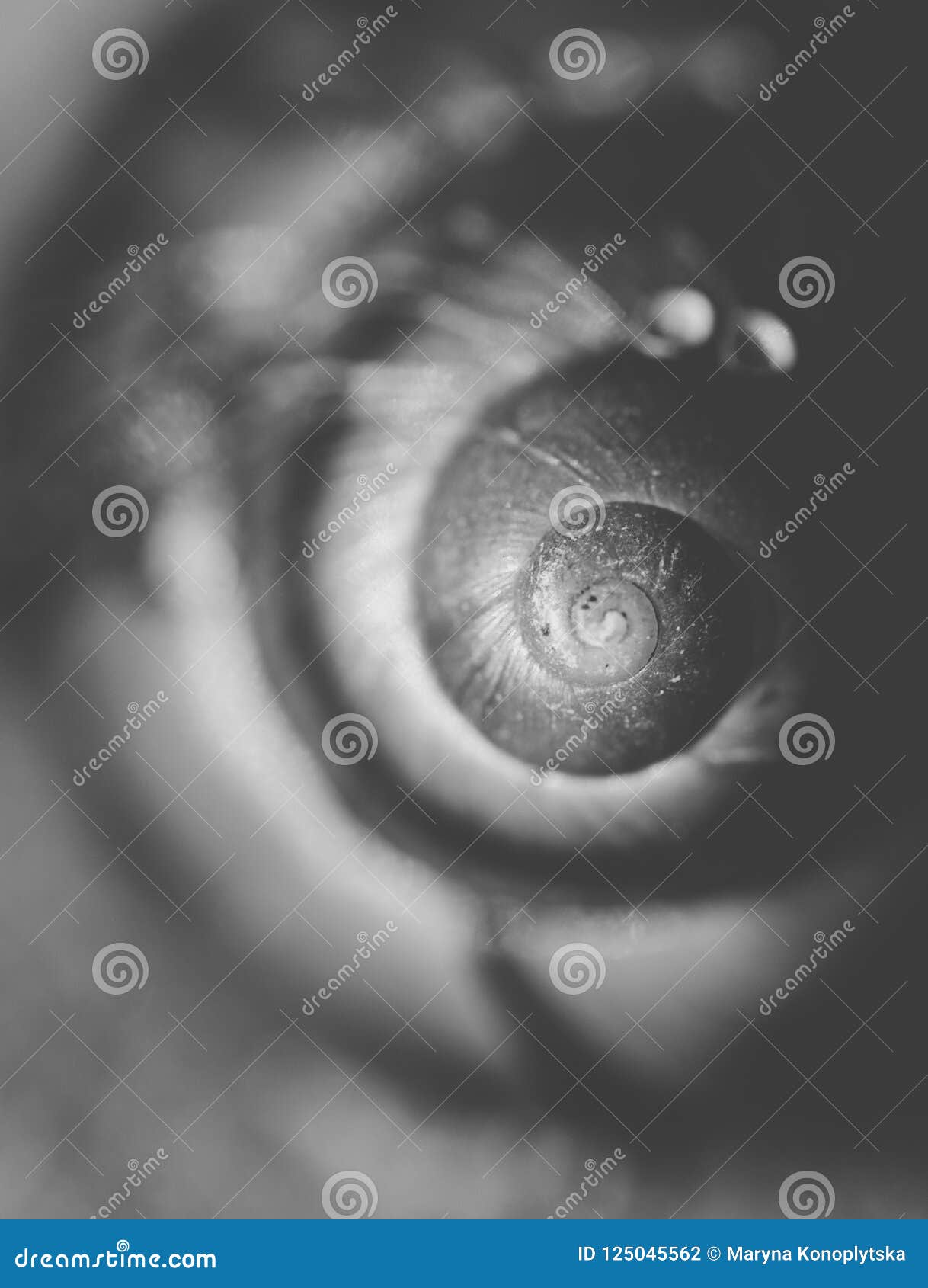 Geometric Pattern of a Shell. Black and White Stock Photo - Image of ...