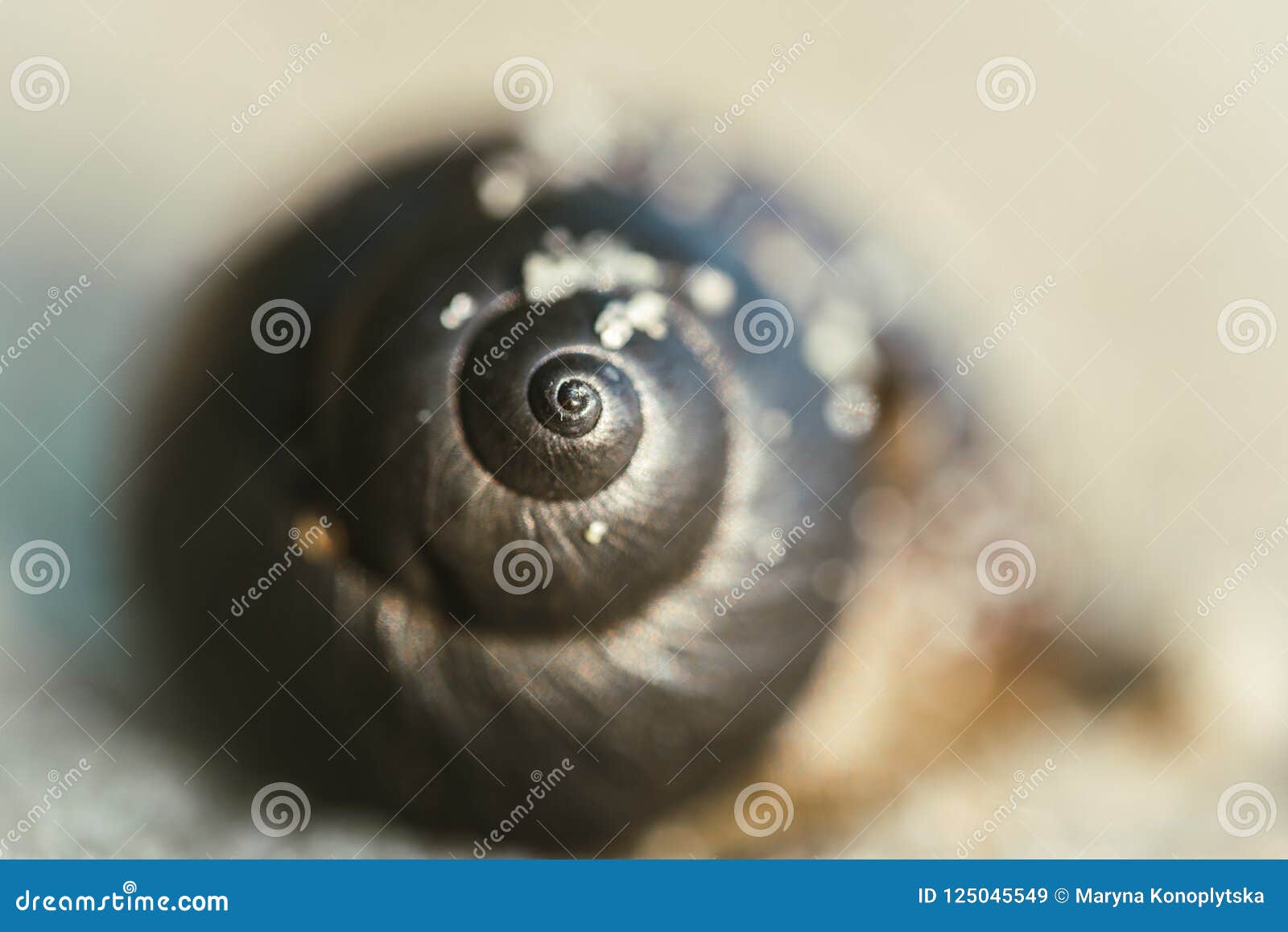 Geometric Pattern of a Shell Stock Image - Image of helix, line: 125045549