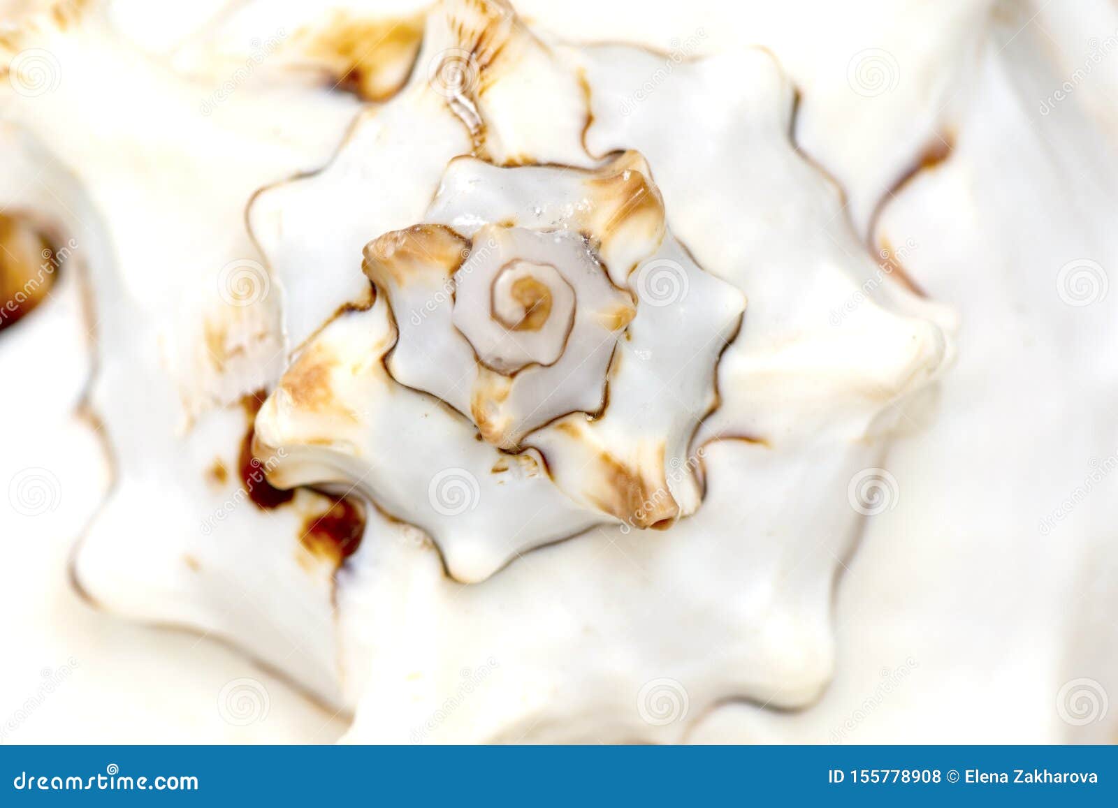 Geometric Pattern on a White Seashell, Macro. Stock Photo - Image of ...
