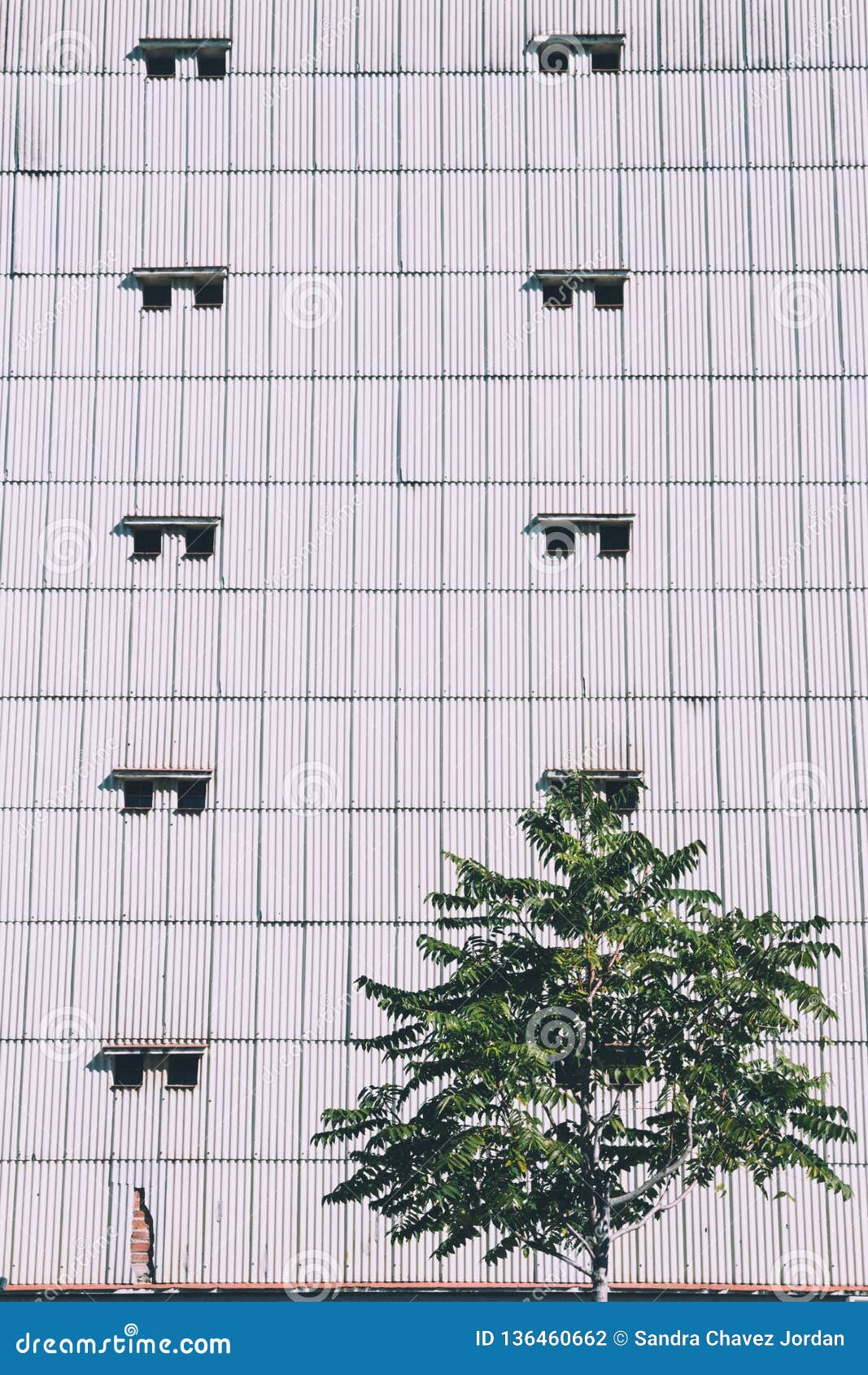 Geometric Pattern of Windows in a Building Contrast with a Tree Stock ...