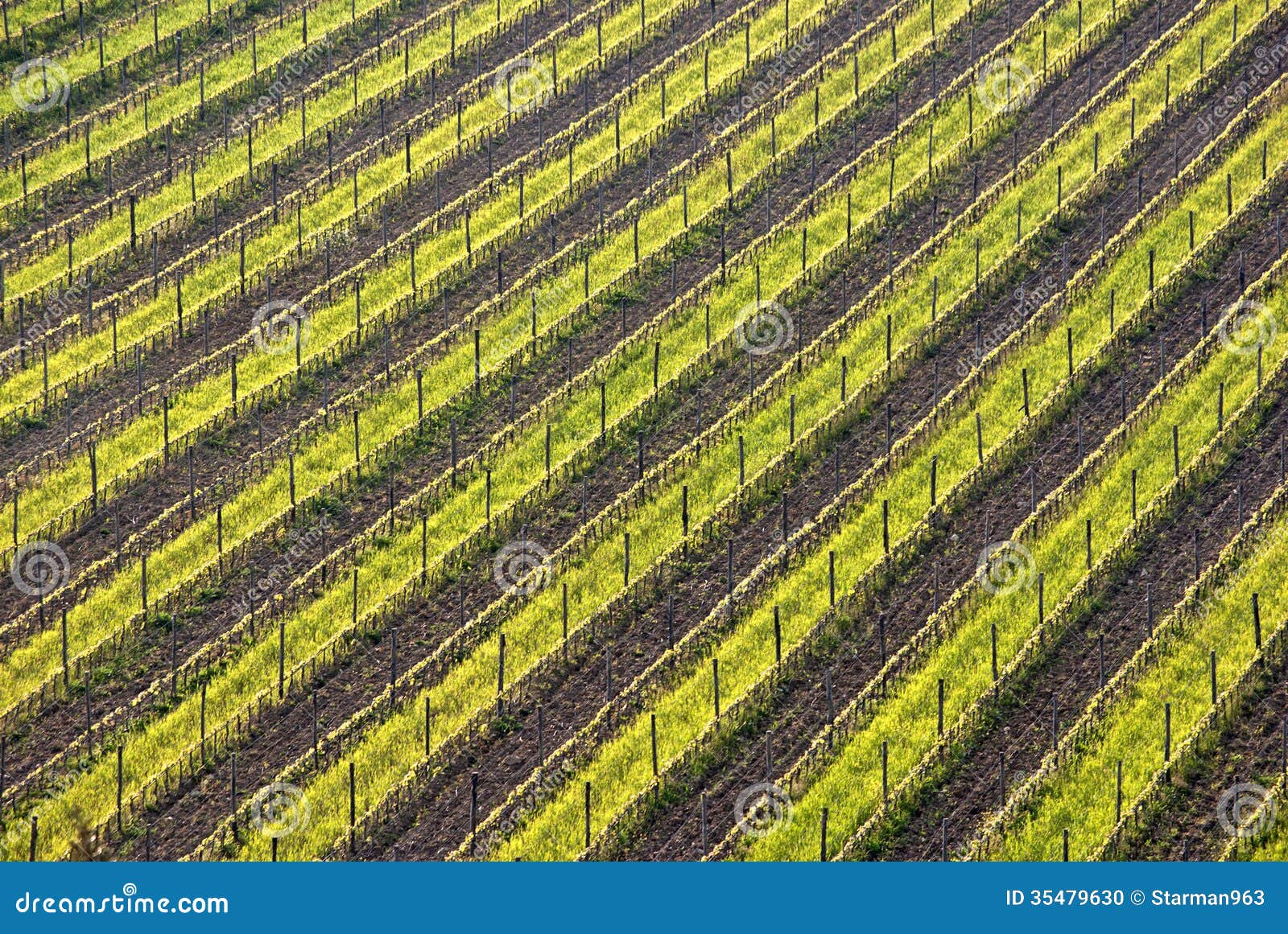 Geometric Rows of Vines on Hill Stock Photo - Image of produce, season ...