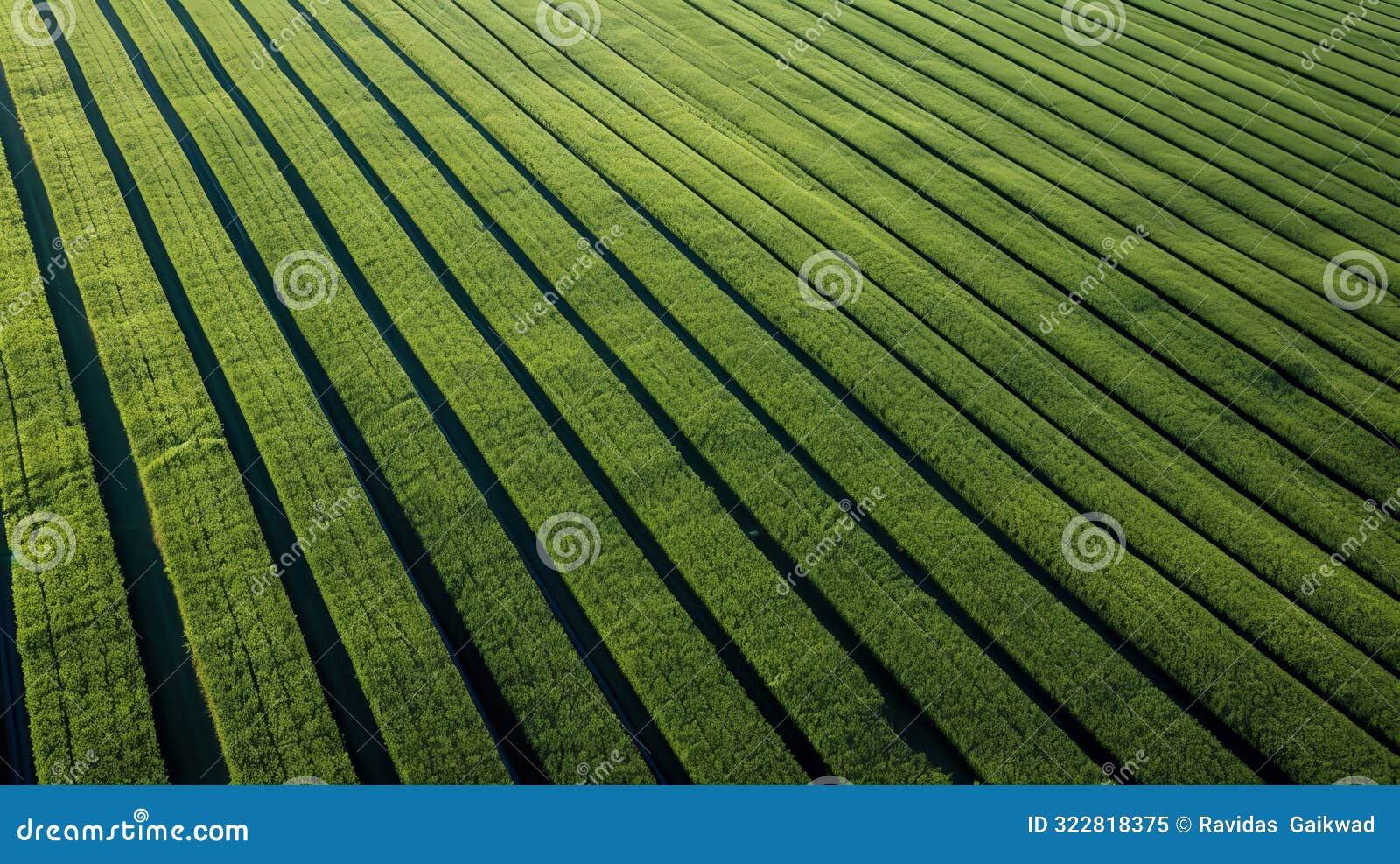 Crop Shapes Royalty-Free Stock Photography | CartoonDealer.com #7079885