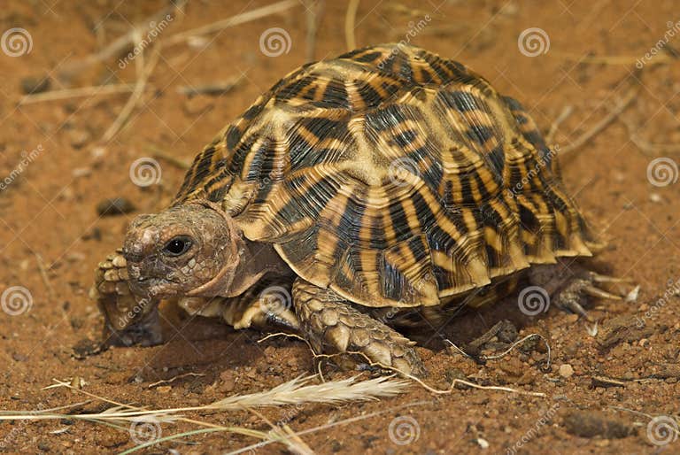 Geometric tortoise stock photo. Image of southern, cold - 23464946
