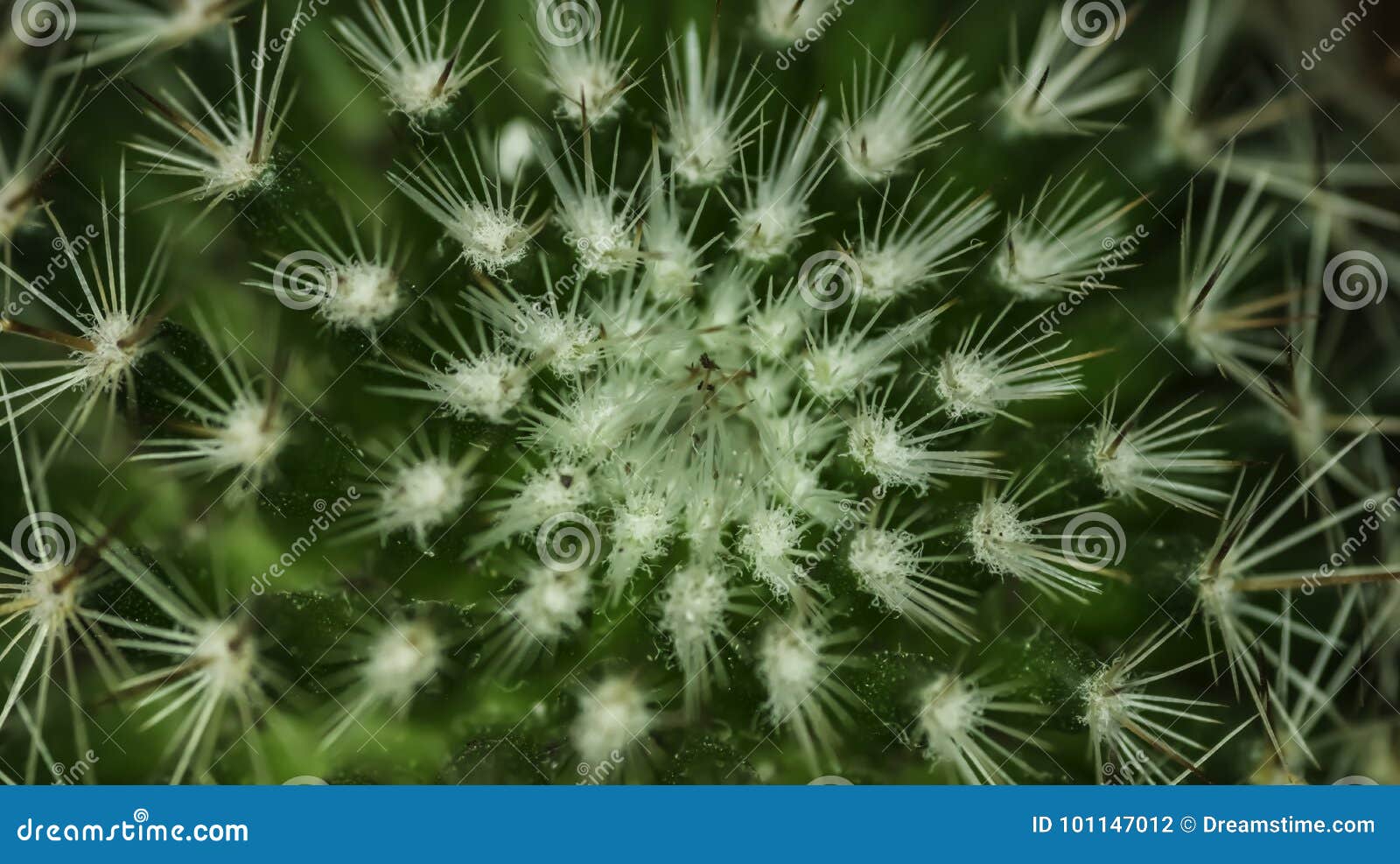 Geometric Patterns In Nature