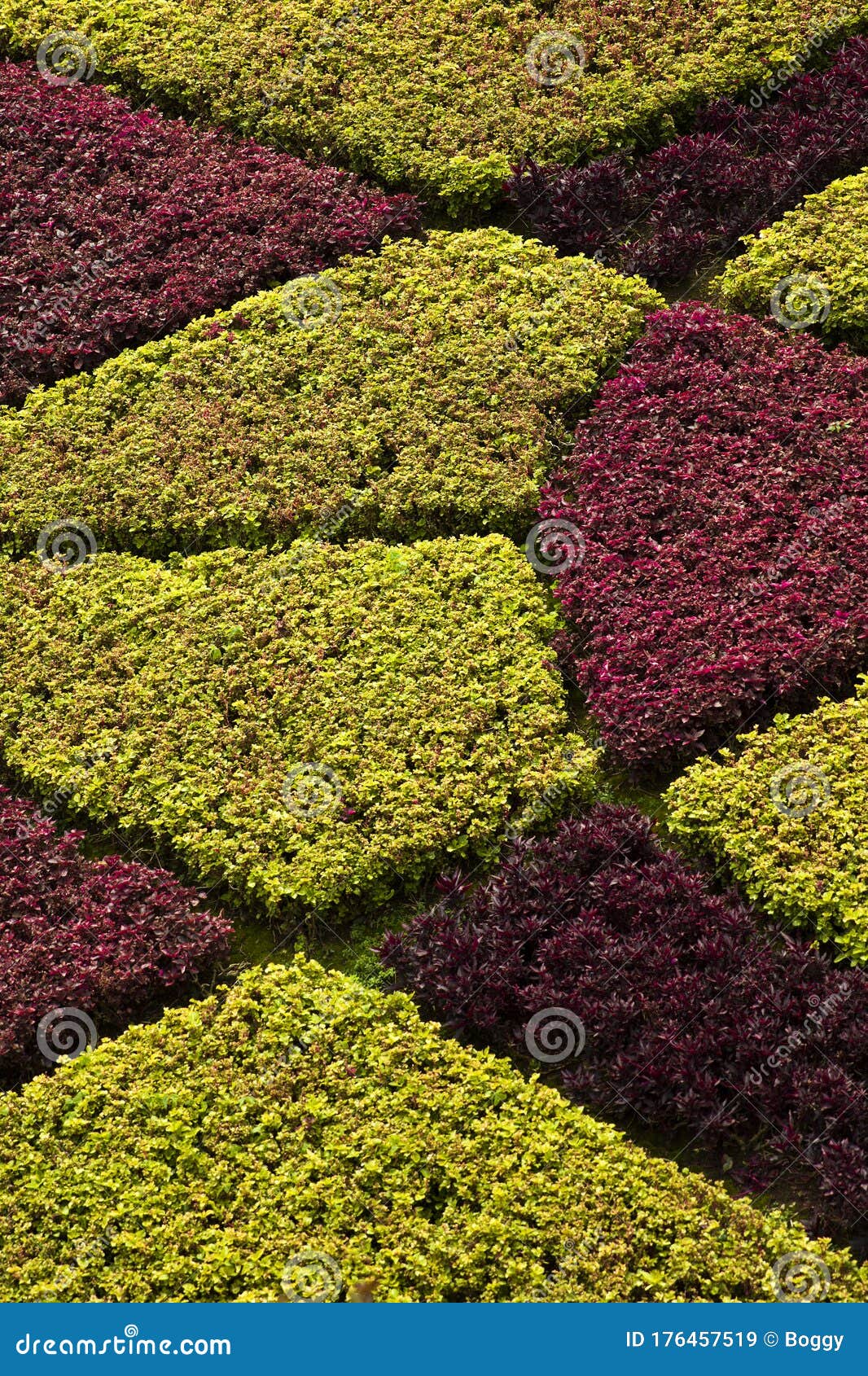 Geometrical plants shape stock image. Image of beautiful - 176457519