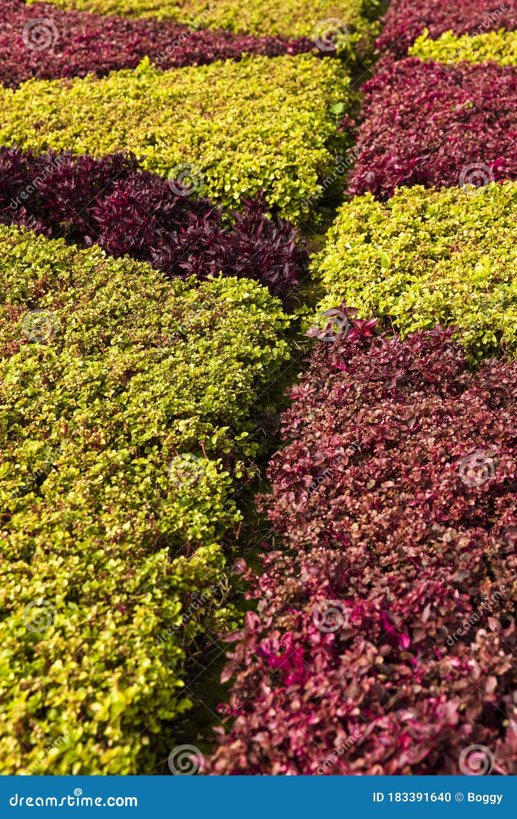 Geometrical plants shape stock photo. Image of design - 183391640