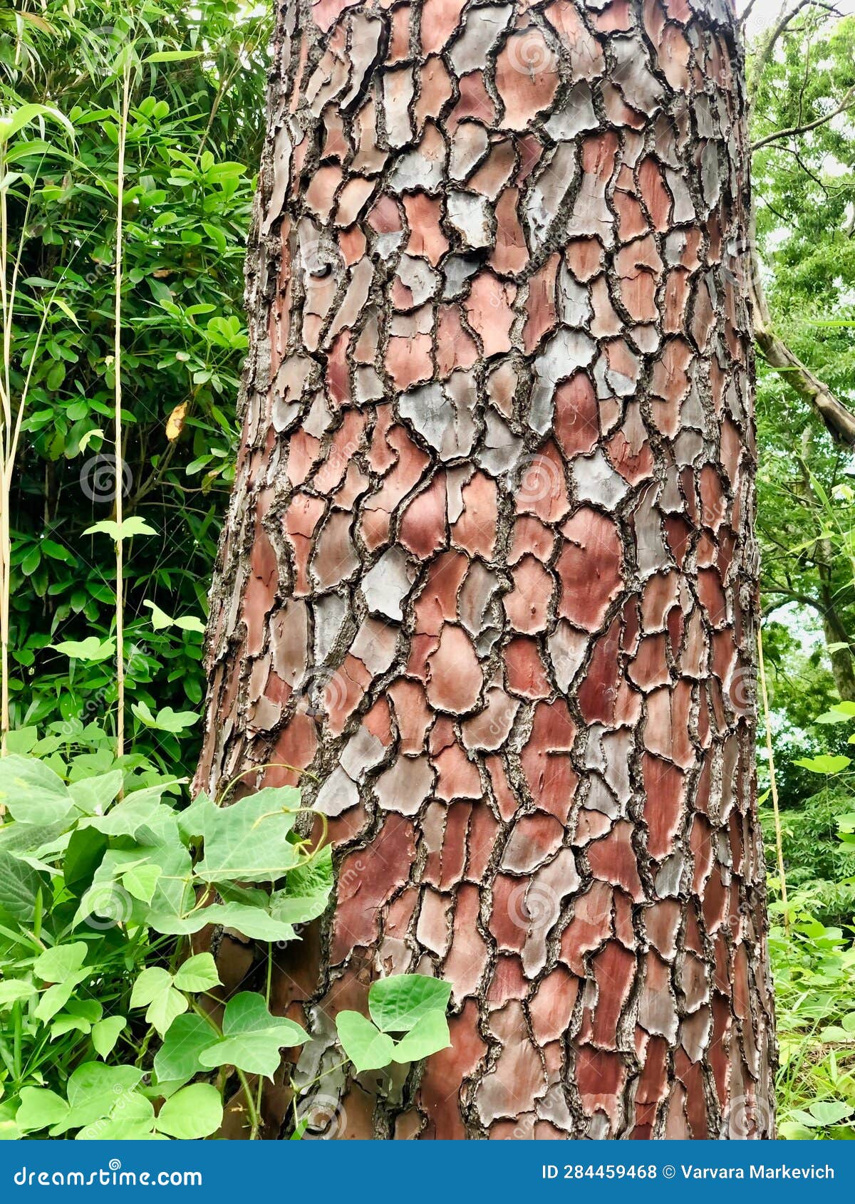 Interesting Structure of Tree Bark Stock Photo - Image of autumn ...