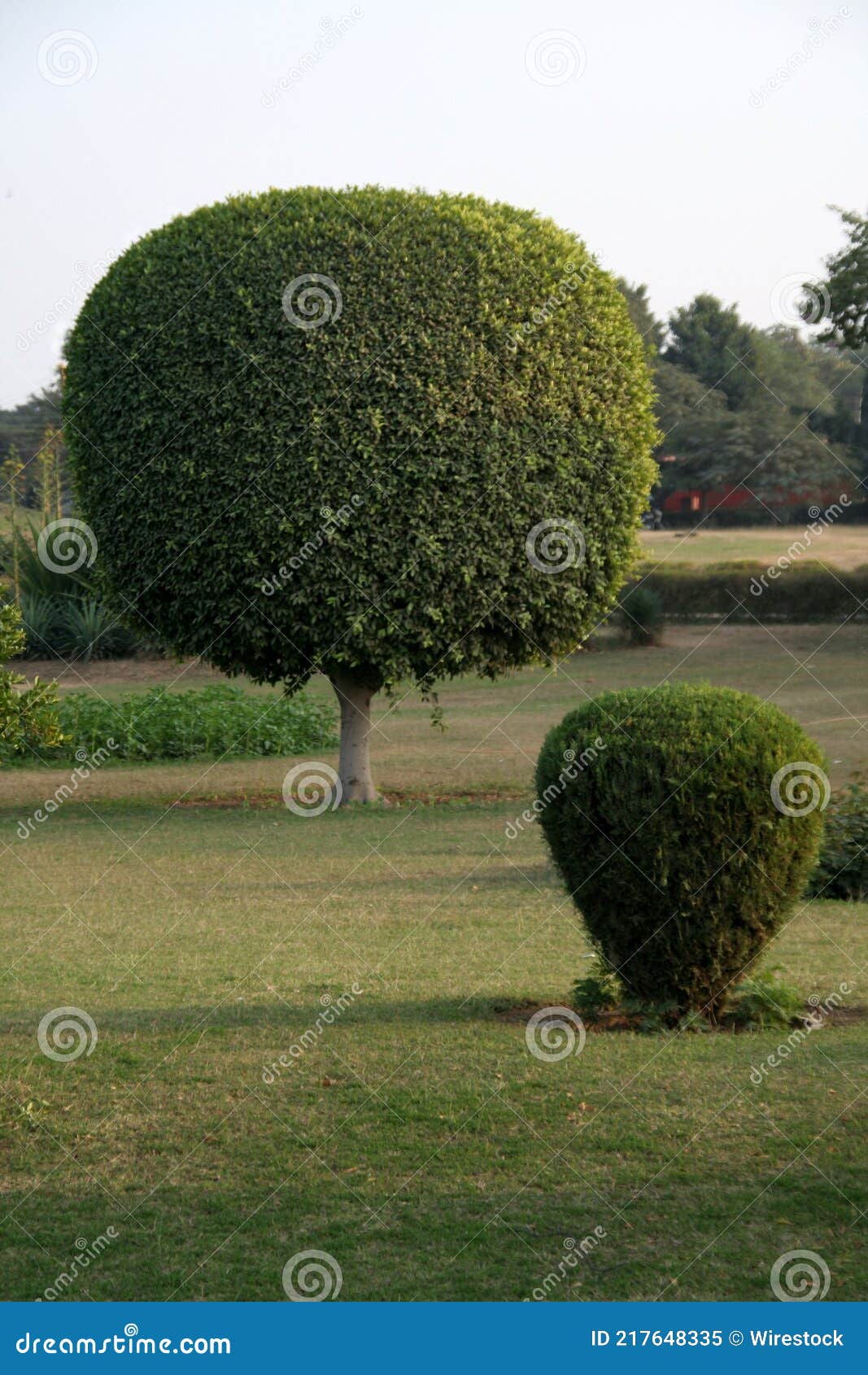Geometrically Trimmed Plants in Spherical and Conical Forms in the ...