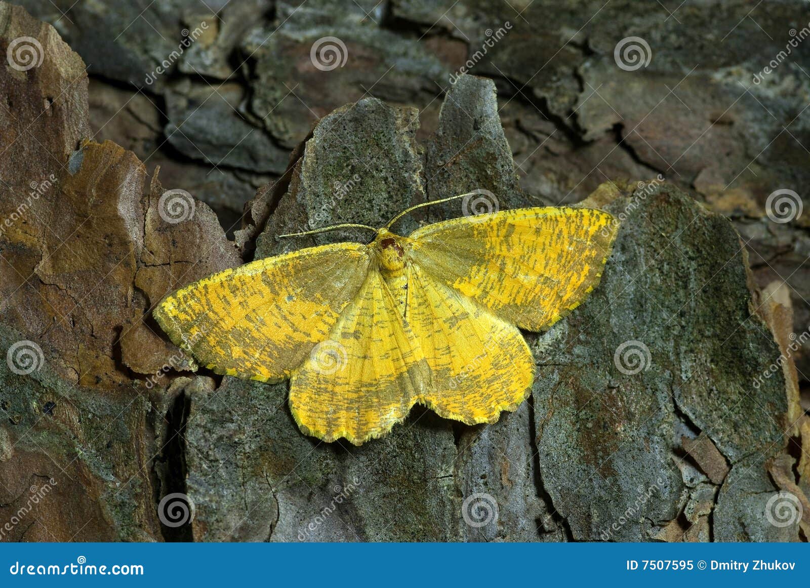 Geometrid moth stock image. Image of looper, angerona - 7507595