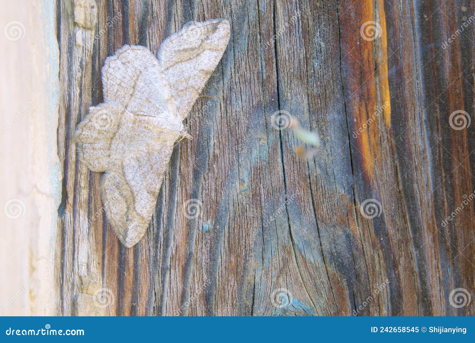 Geometrid moth stock image. Image of insects, geometrid - 242658545