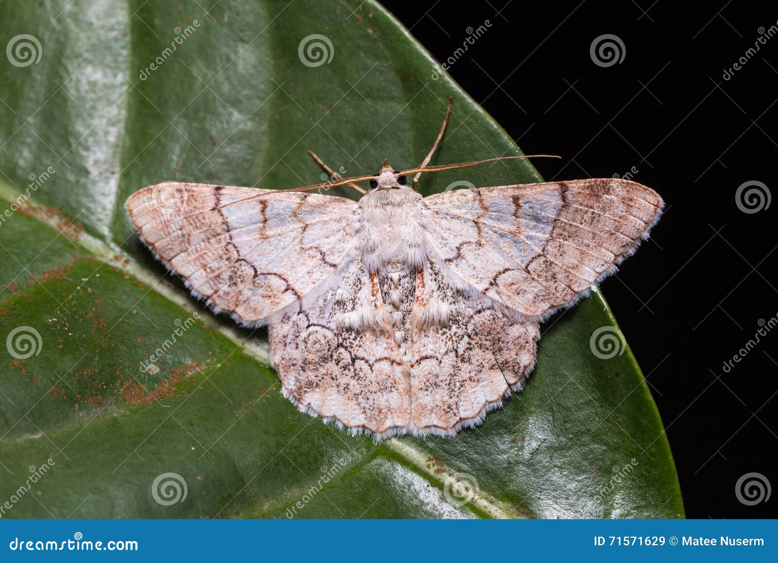Geometrid Moth on Green Leaf Stock Image - Image of animal, creature ...