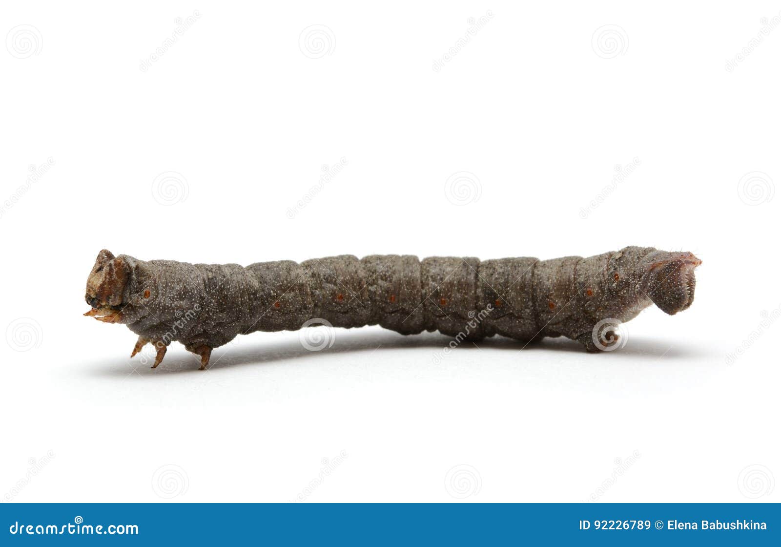 Geometridae, Geometer Moth. Stock Image - Image of lepidoptera, larva ...