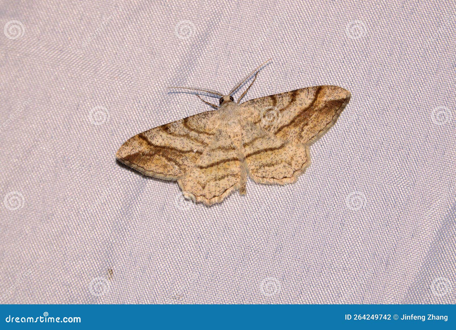 Geometridae moth stock photo. Image of wildlife, brown - 264249742