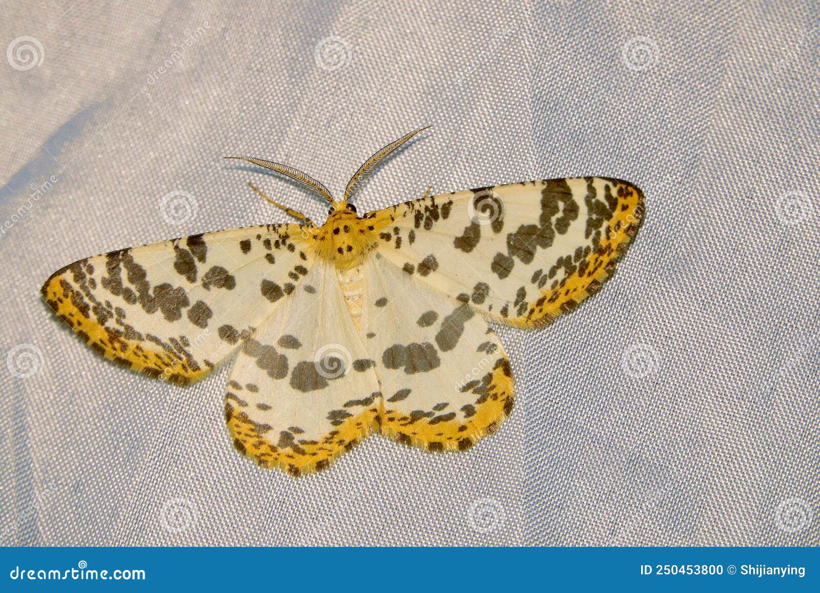 Geometridae moth stock photo. Image of insects, spot - 250453800