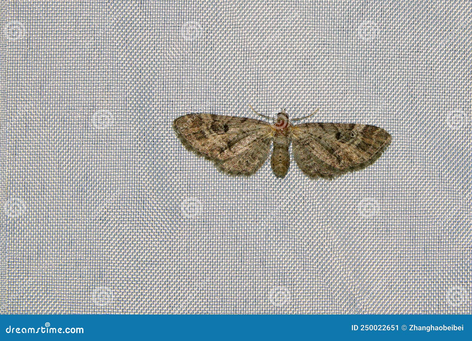 Geometridae moth imagen de archivo. Imagen de insecto - 250022651