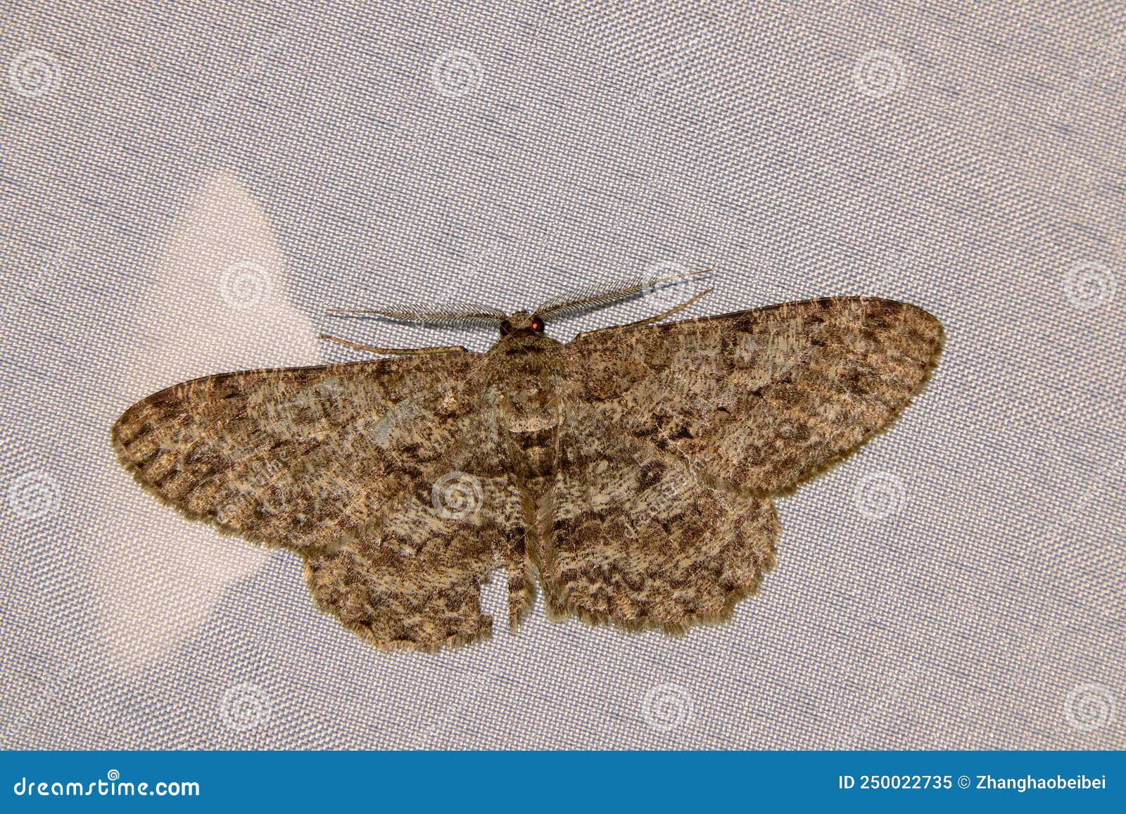 Geometridae moth imagen de archivo. Imagen de salvaje - 250022735
