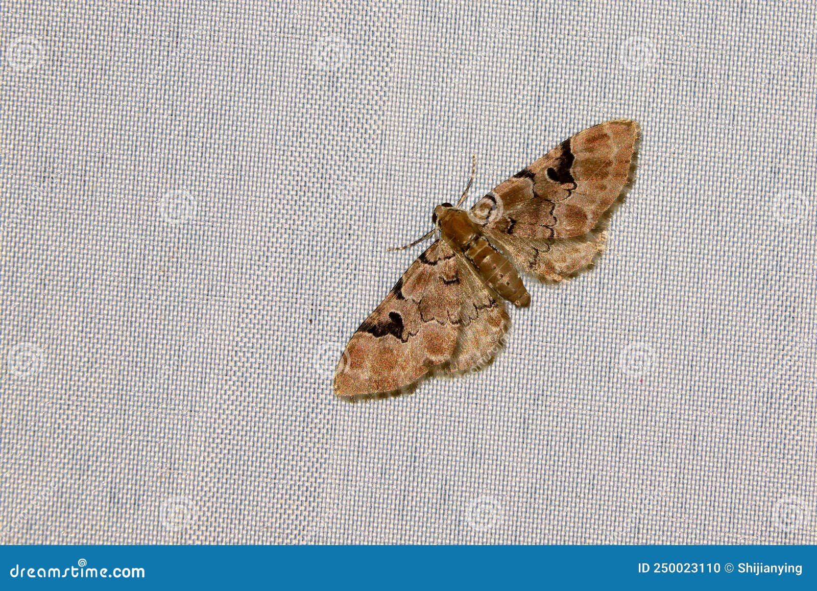 Geometridae moth foto de archivo. Imagen de vida, polilla - 250023110