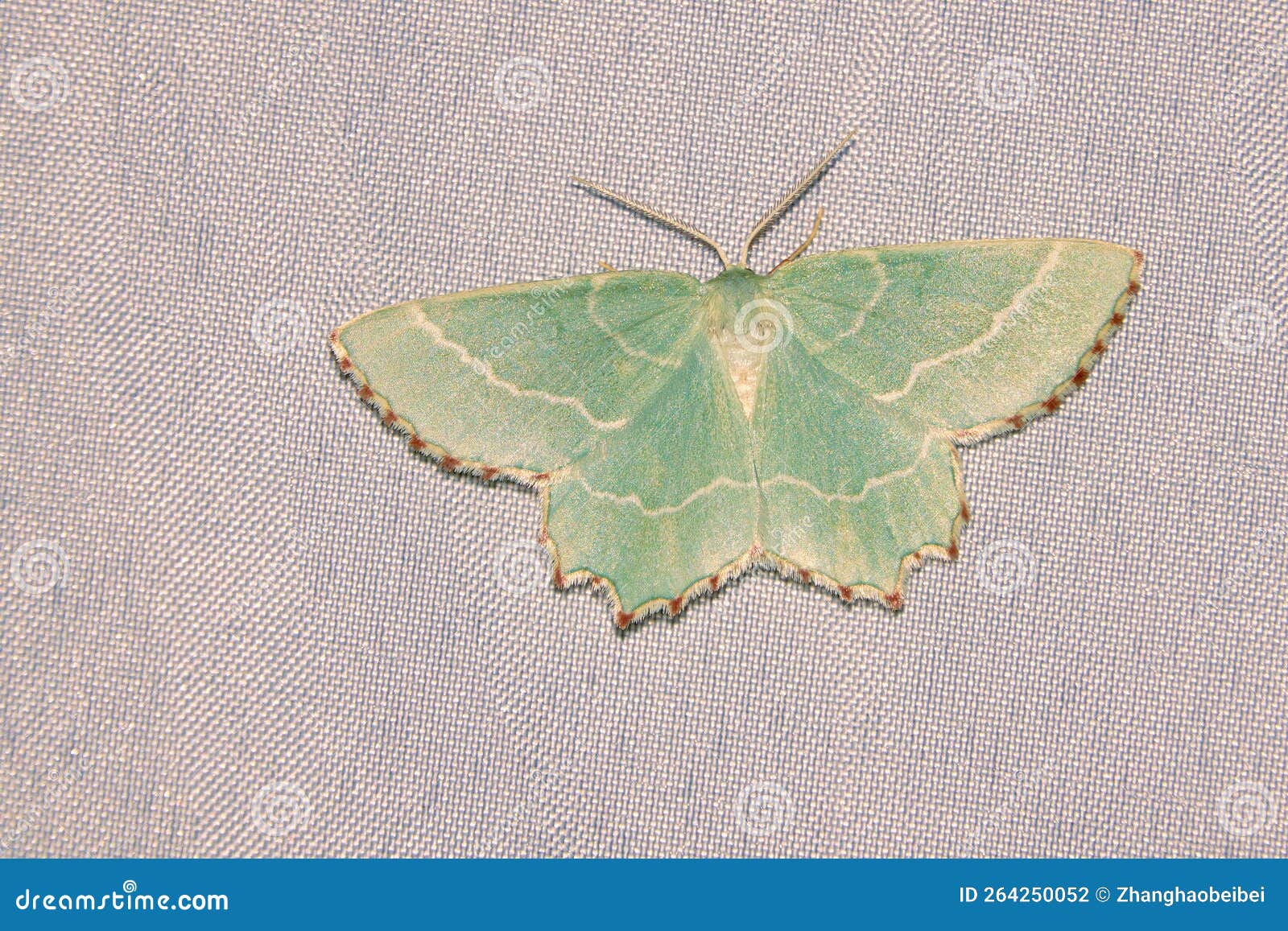 Geometridae moth foto de archivo. Imagen de animal, polilla - 264250052