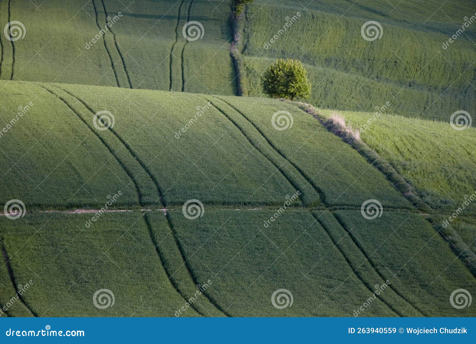 The Vegetation Creates Interesting Light Forms Stock Image - Image of ...