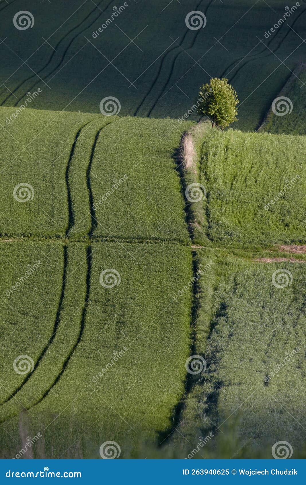 The Vegetation Creates Interesting Light Forms Stock Image - Image of ...