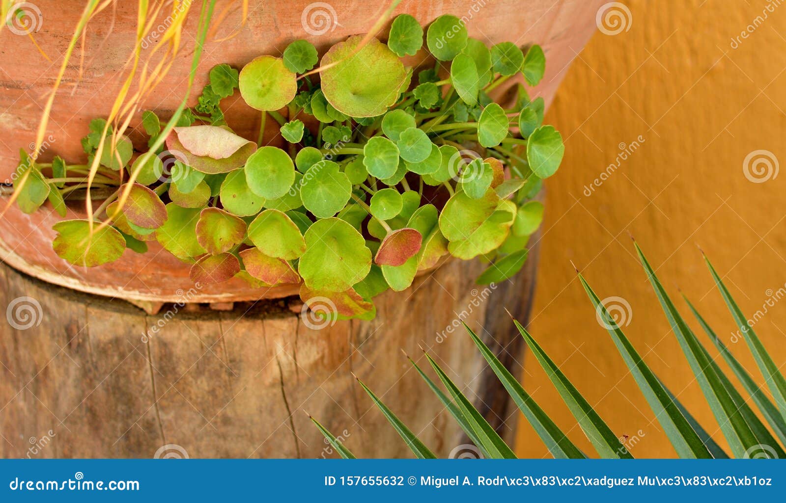 Geometry in nature stock photo. Image of healthy, freshness - 157655632