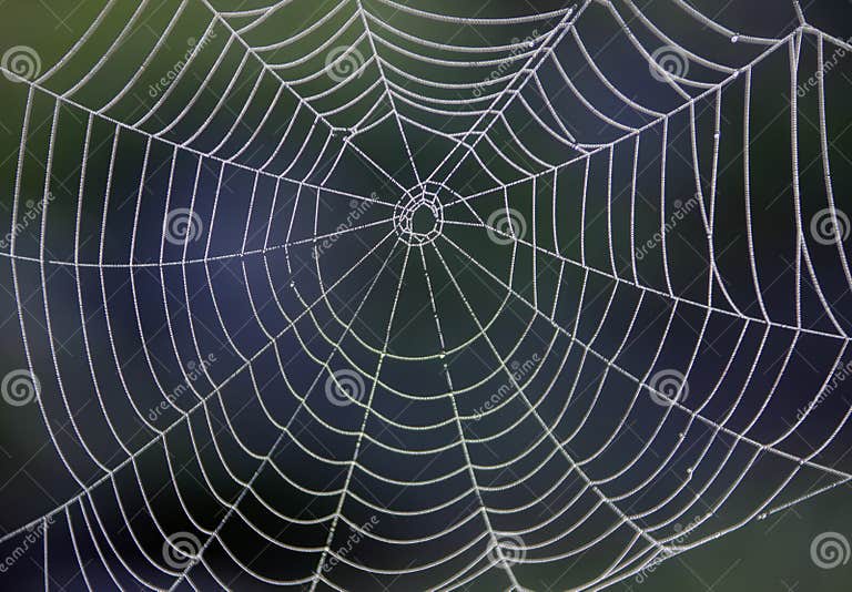The Geometry of the Network and Water Droplets on Spider Threads Stock ...