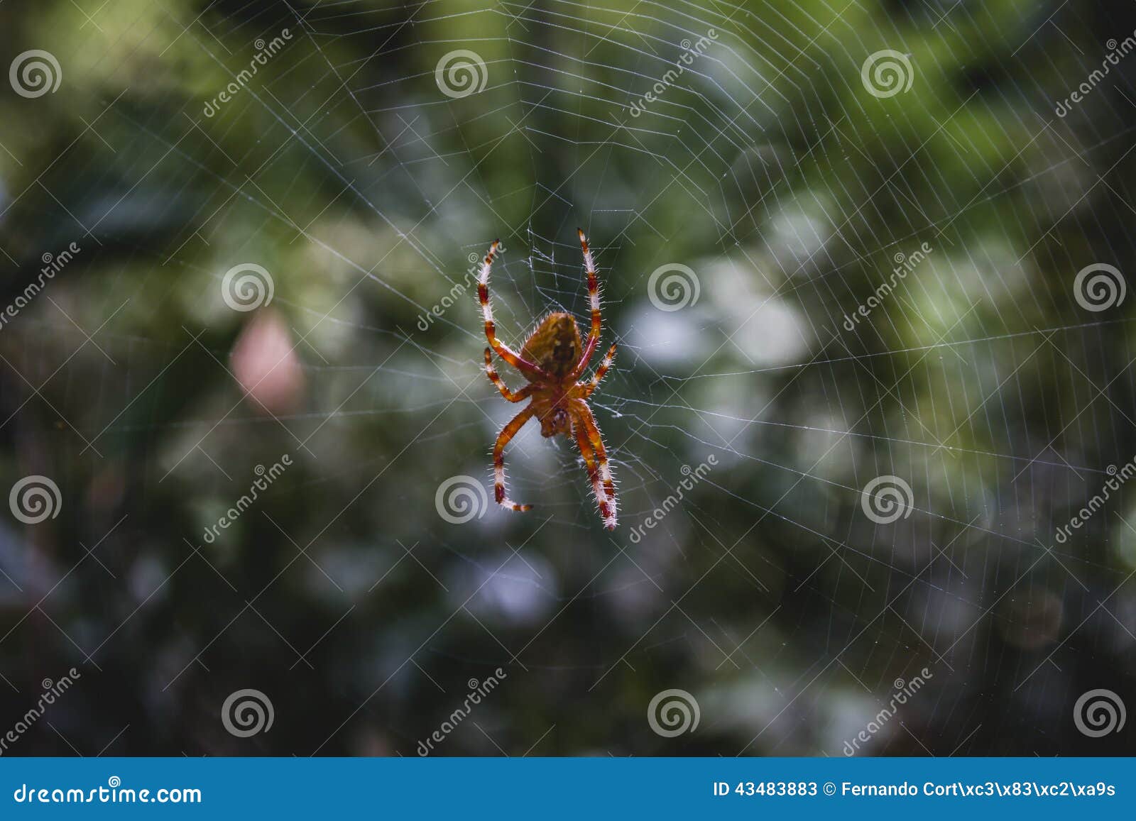 Geometry, Orange Spider in the Center of a Spider Web Stock Image ...
