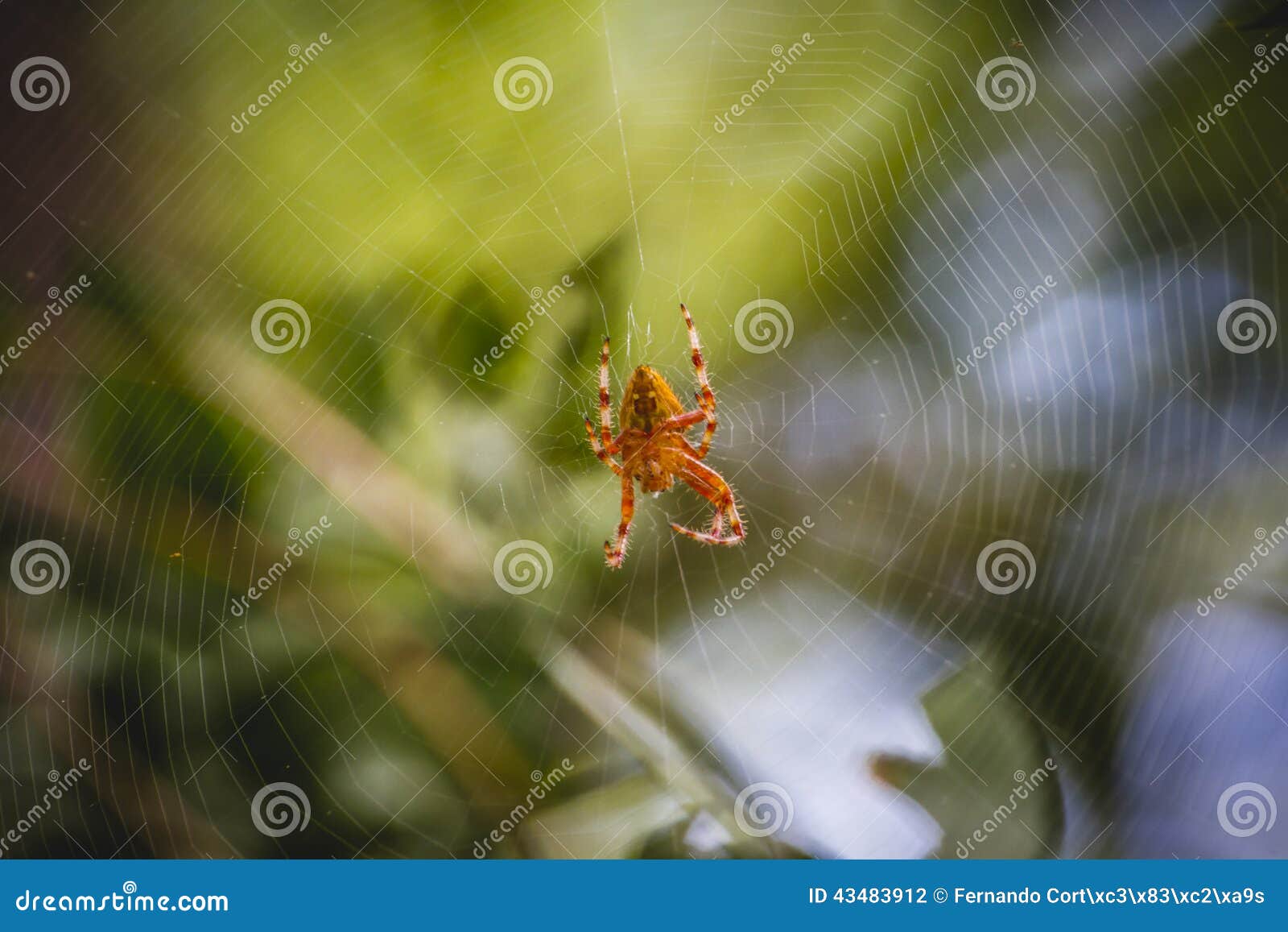 Geometry, Orange Spider In The Center Of A Spider Web Royalty-Free ...