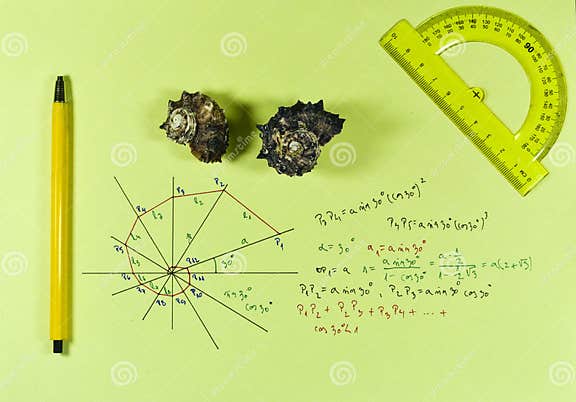 Geometry of a Shell with Pen and Ruler Stock Photo - Image of ...