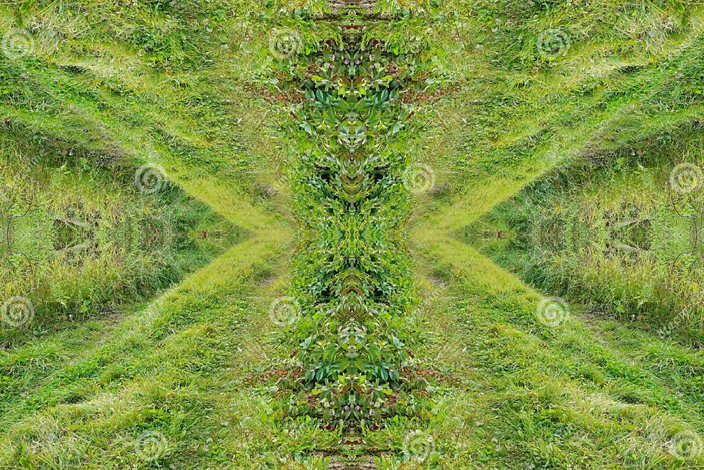 Geometry of the Vineyards, the Pattern of Natural Leaves Stock Image ...