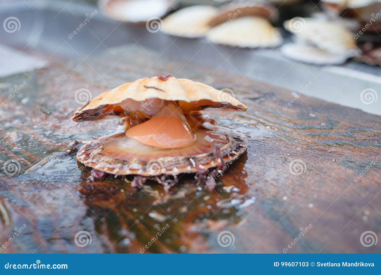 Geopende Kammossel Shellop Met Binnen Weekdier Stock Afbeelding - Image ...