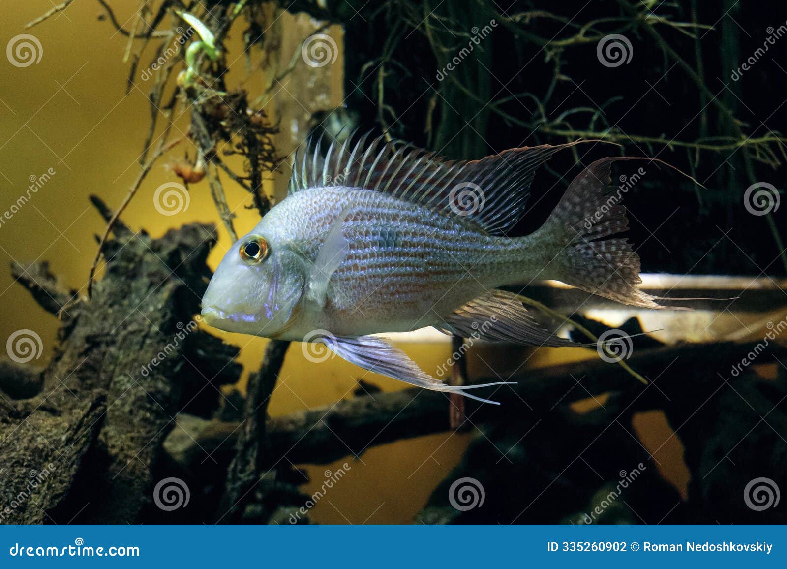 Geophagus Surinamensis. Redstriped Eartheater Fish Stock Photo - Image ...