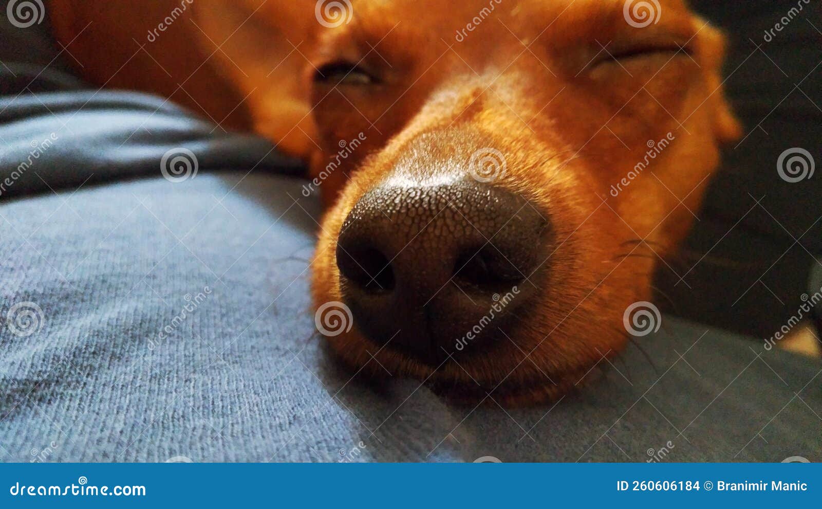 George the Dog 2 stock photo. Image of puppy, brown - 260606184