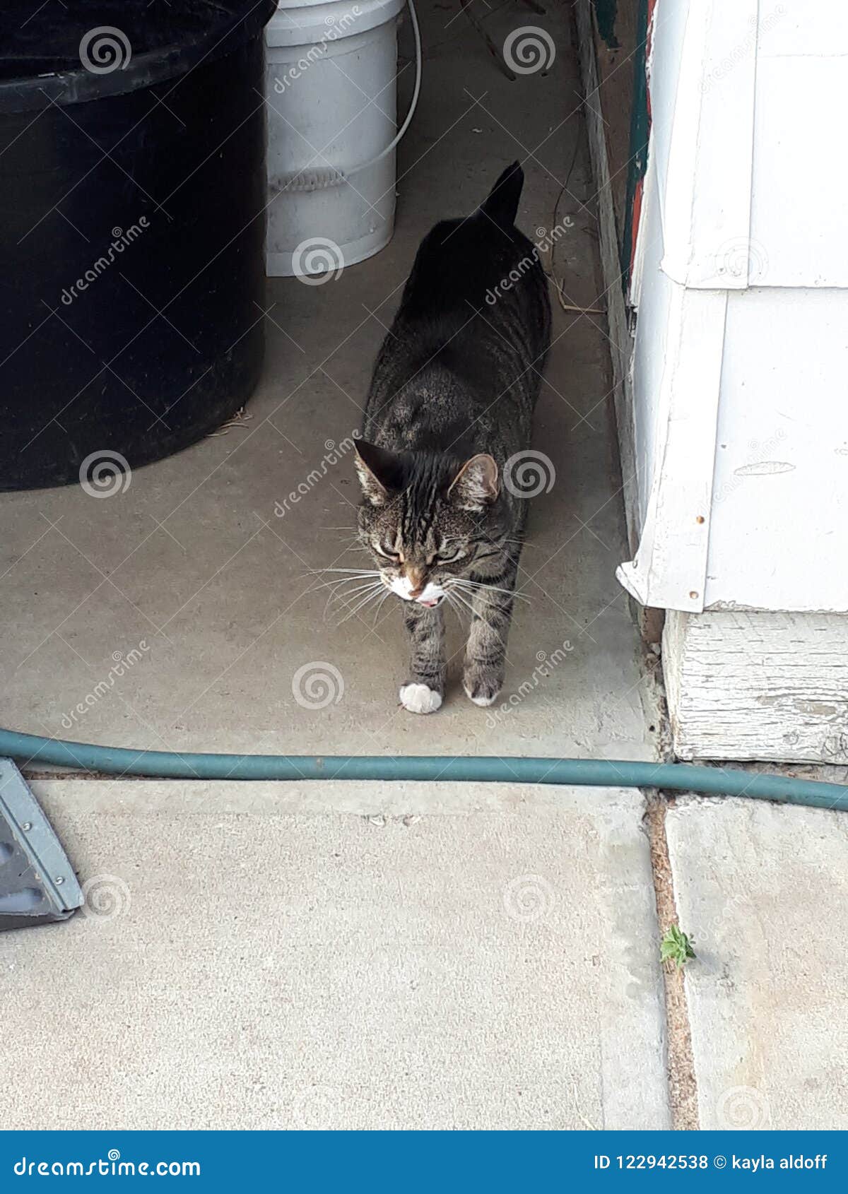 George stock photo. Image of george, cute, kitty - 122942538