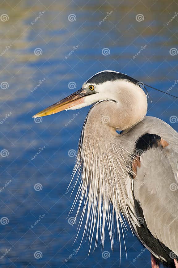 George the Heron stock photo. Image of nature, tropical - 9371550