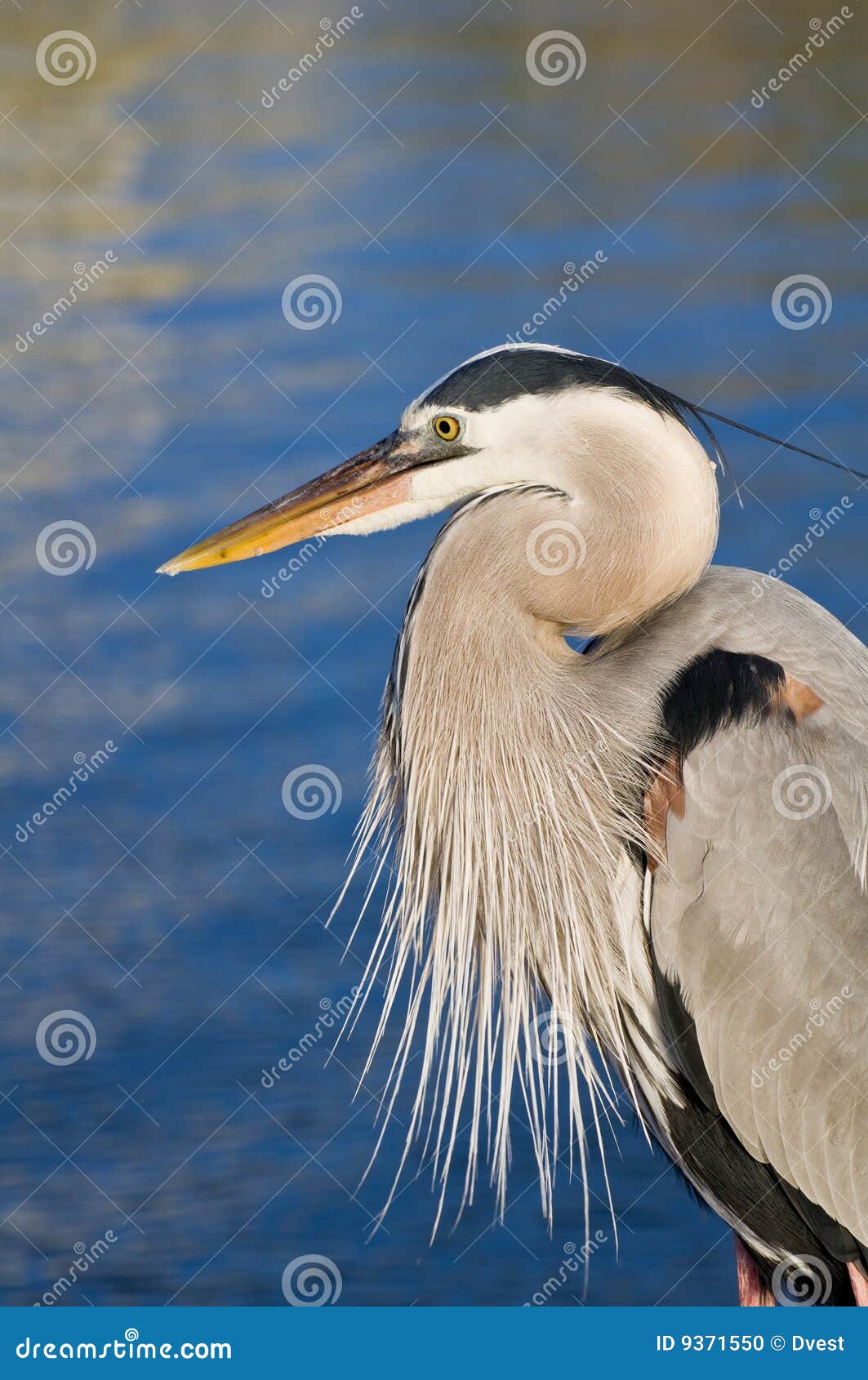George la garza foto de archivo. Imagen de orilla, agua - 9371550