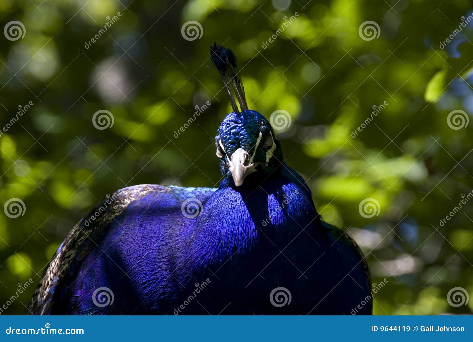 George the peacock stock image. Image of national, britain - 9644119