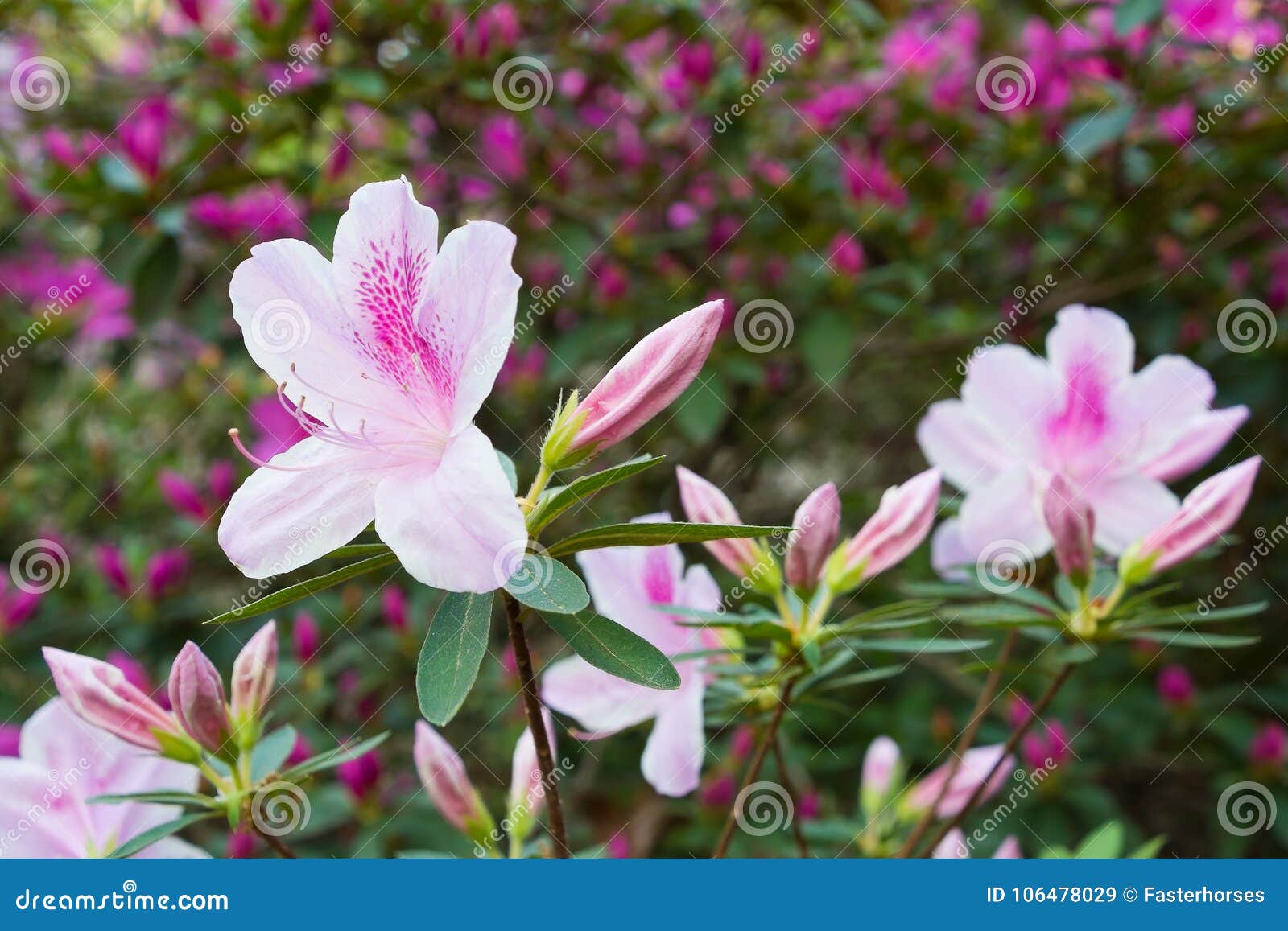 George Taber Azalea Flower Background Imagen de archivo - Imagen de ...