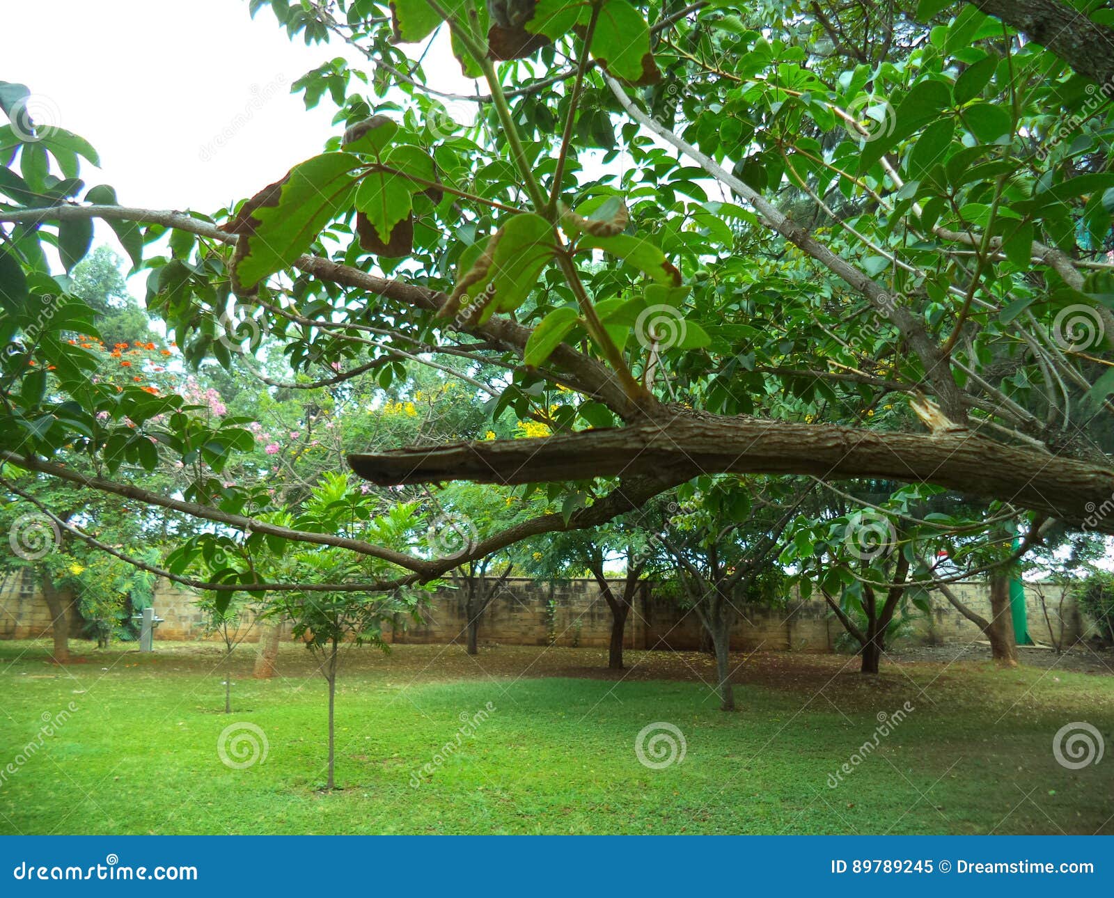 George stock image. Image of nature, flowers, green, trees - 89789245