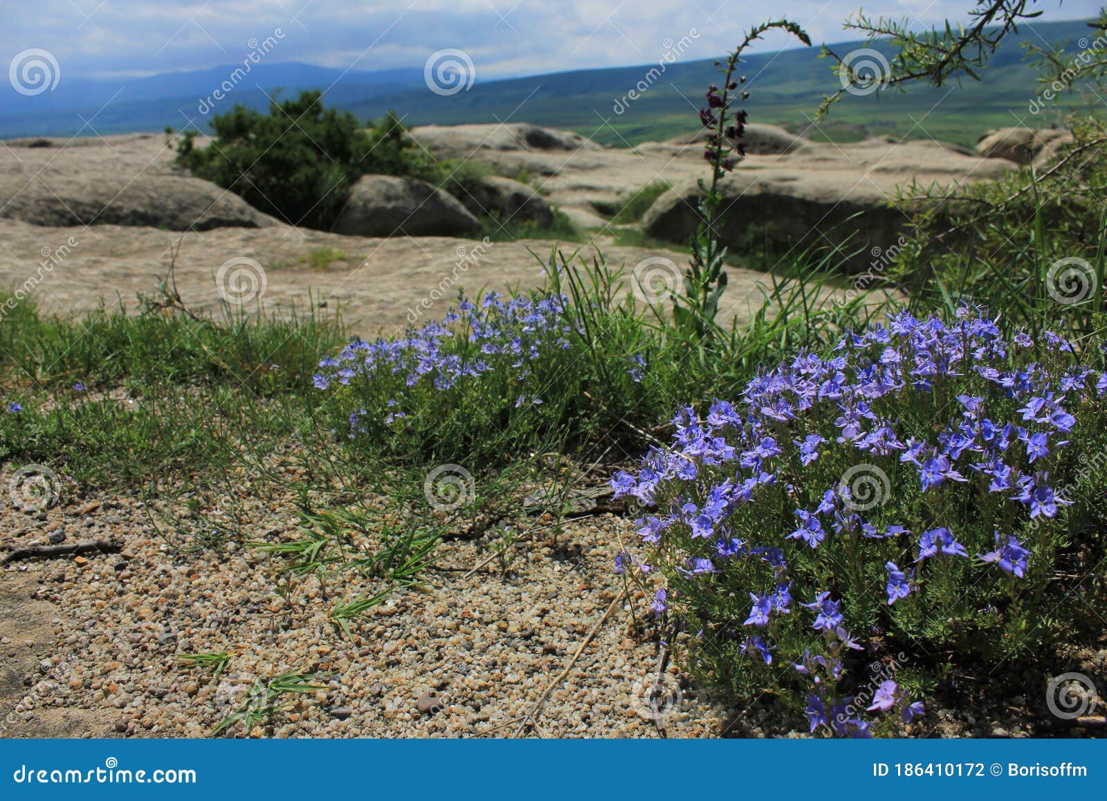 Georgia. Beautiful Blue Flowers in the Mountains Stock Photo - Image of ...