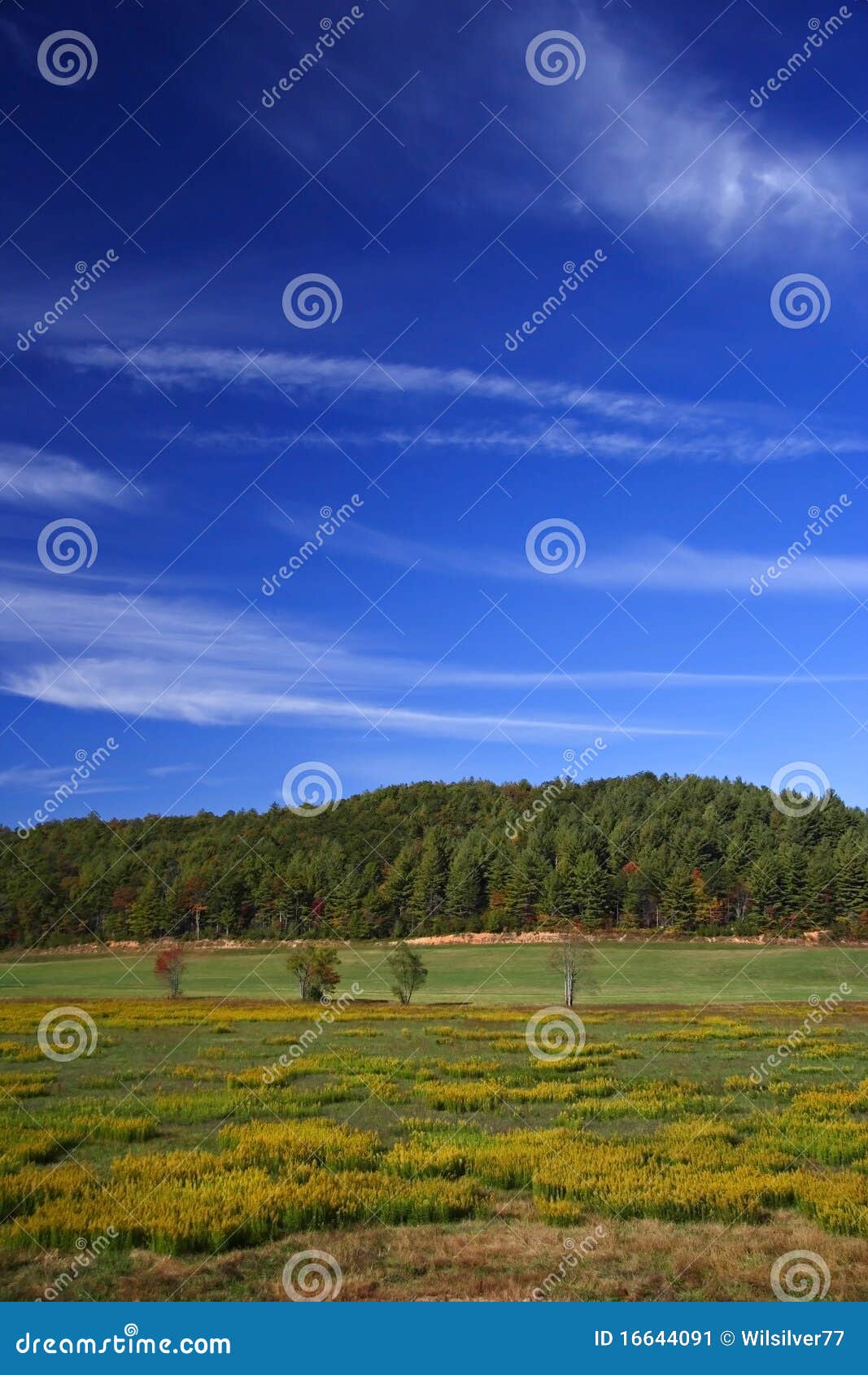 Georgia Countryside stock image. Image of country, forest - 16644091