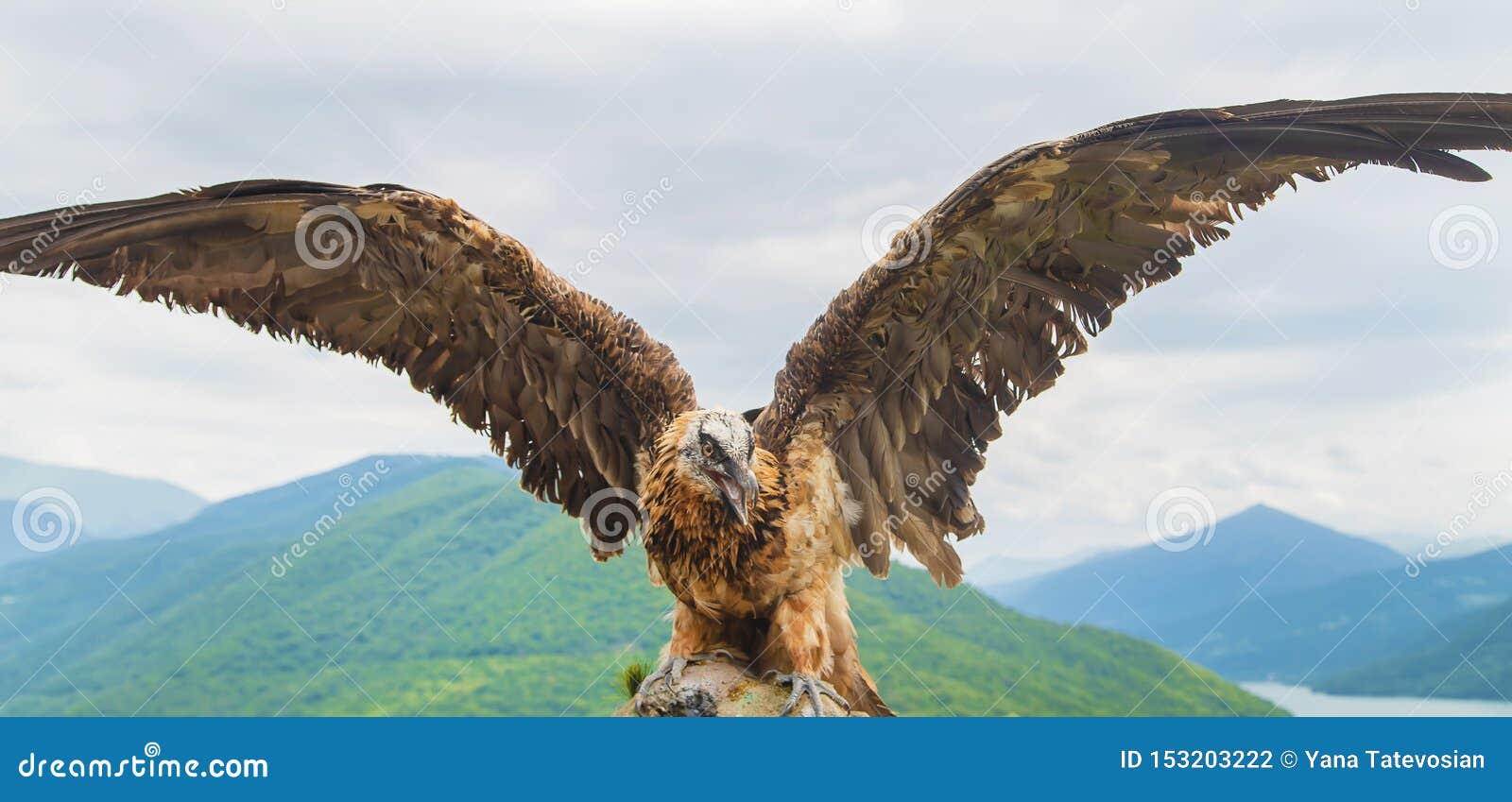 Georgia Eagle on a Background of Mountains. Selective Focus Stock Photo ...
