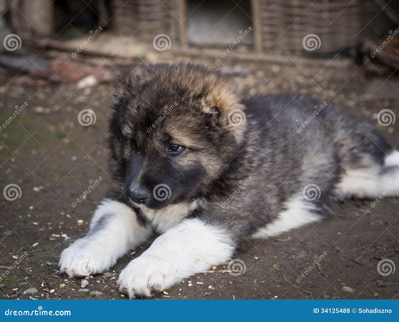 Georgia Shepherd. foto de archivo. Imagen de animal, georgiano - 34125488