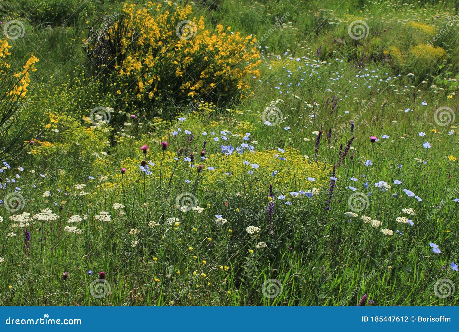 Georgia. in the spring stock photo. Image of field, green - 185447612