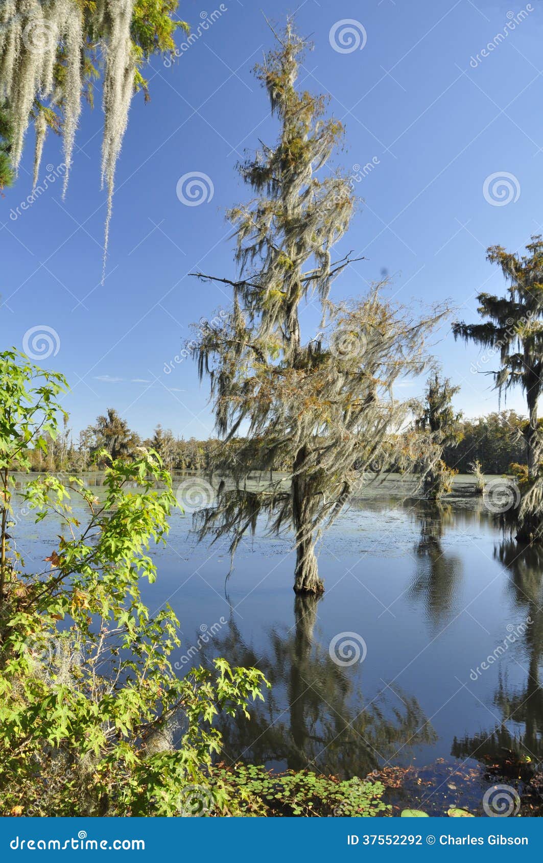 Georgia swampland stock photo. Image of countryside, peaceful - 37552292