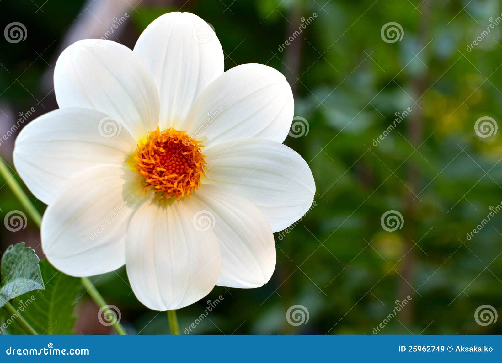 Georgina Flower stock image. Image of abstract, close - 25962749