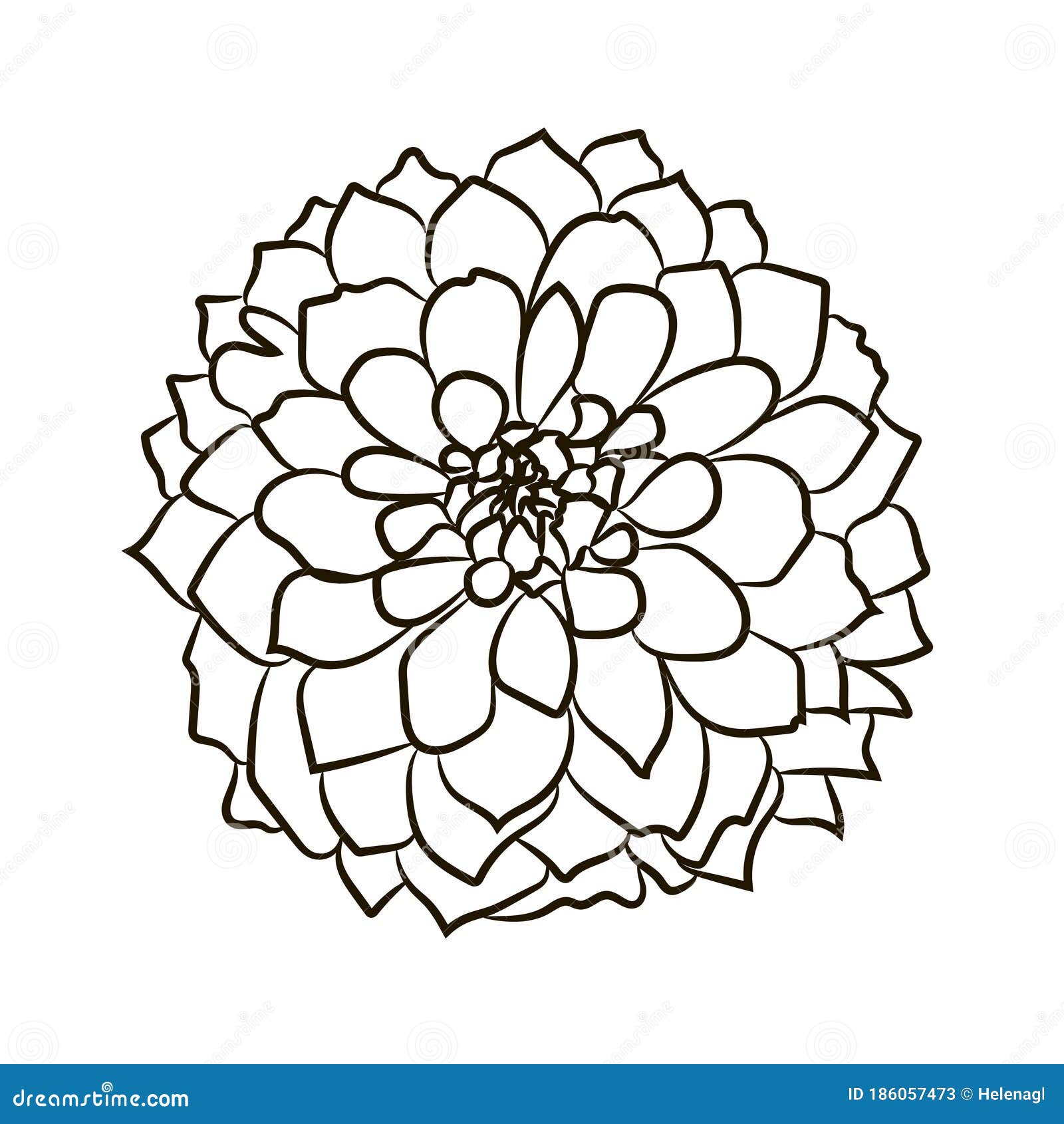 Georgina Flower Isolated. Vector Illustration. EPS 10 Stock ...