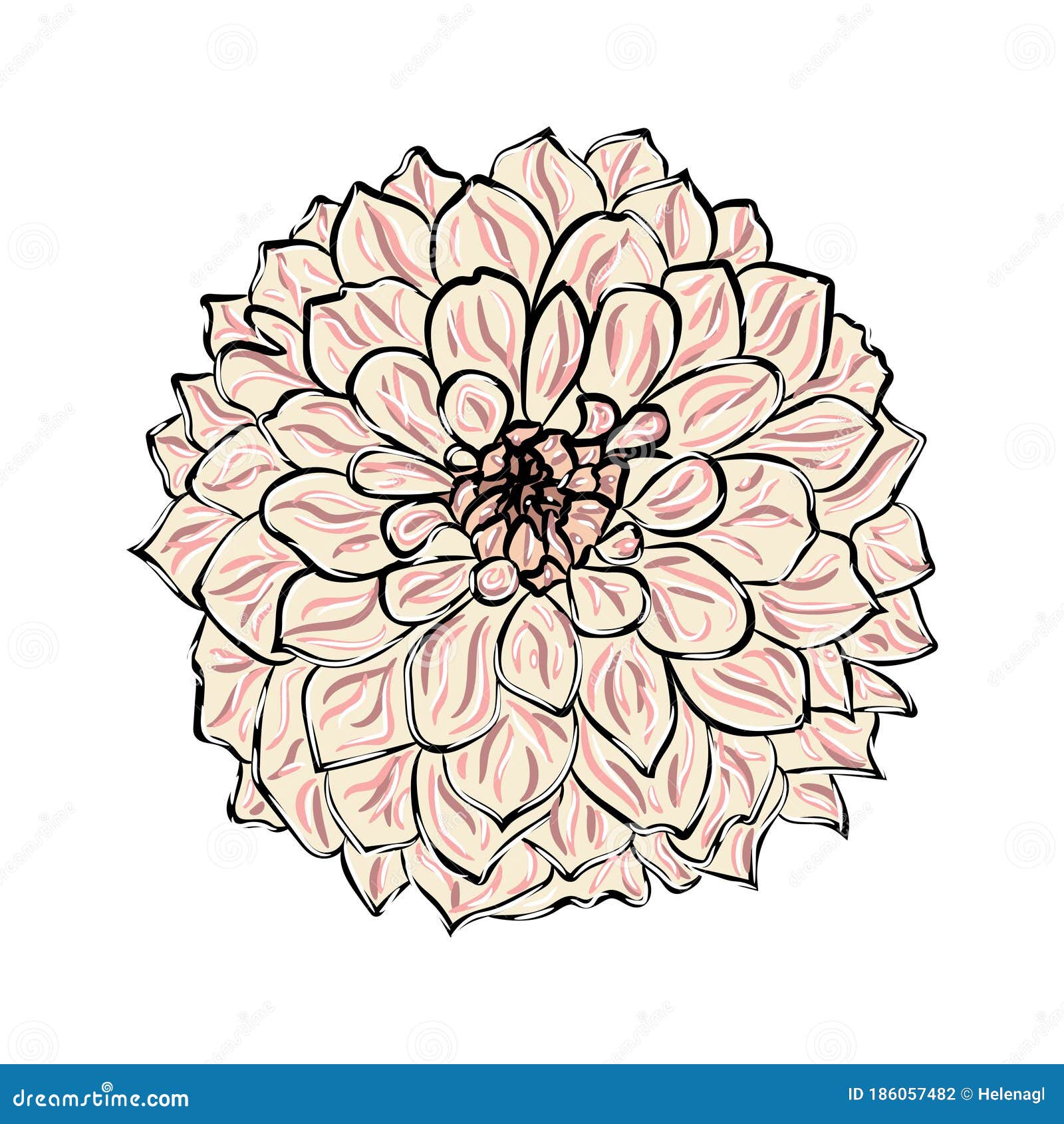 Georgina Flower Isolated. Vector Illustration. EPS 10 Stock ...
