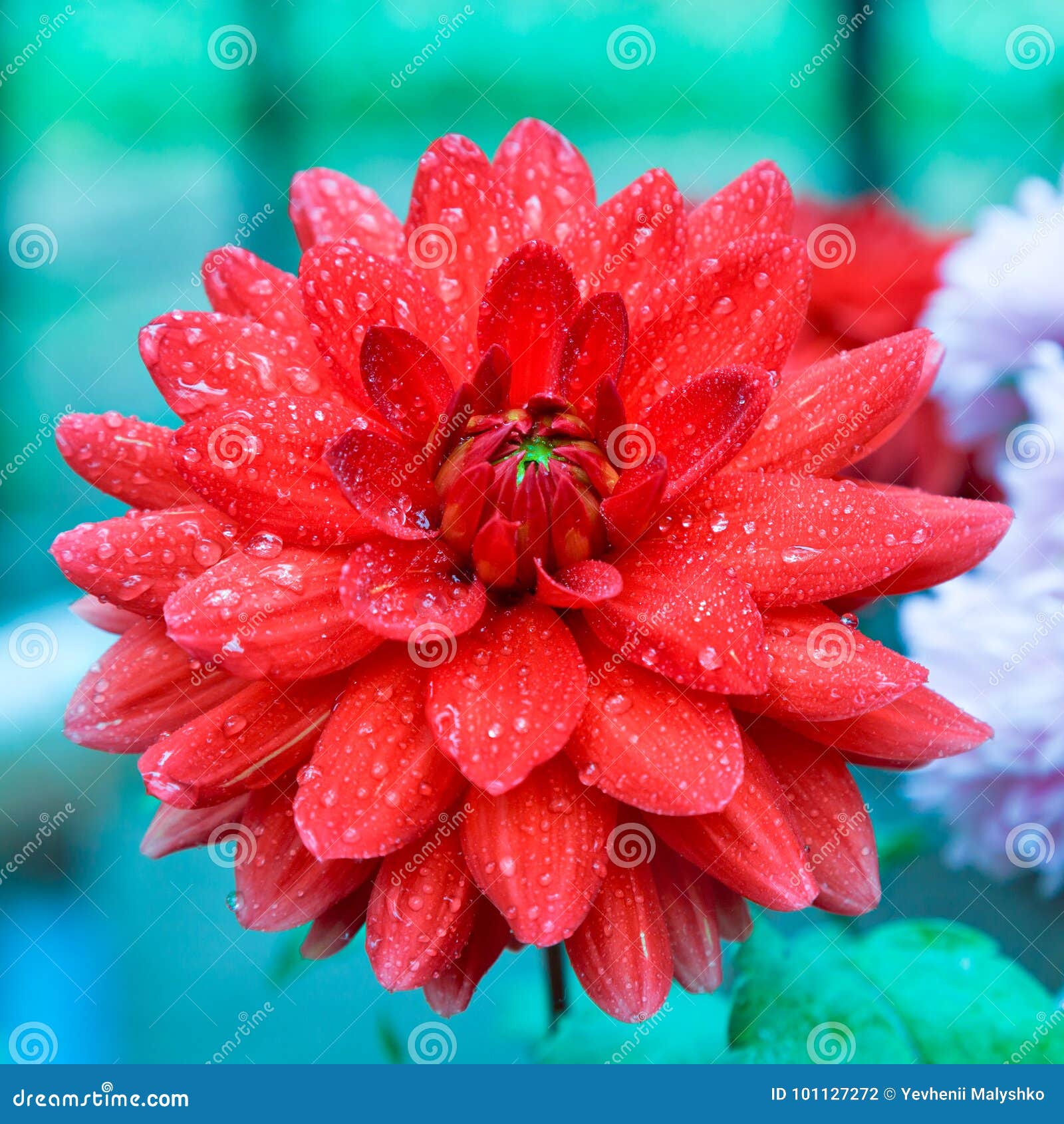 Georgina flower stock photo. Image of color, chrysanthemum - 101127272